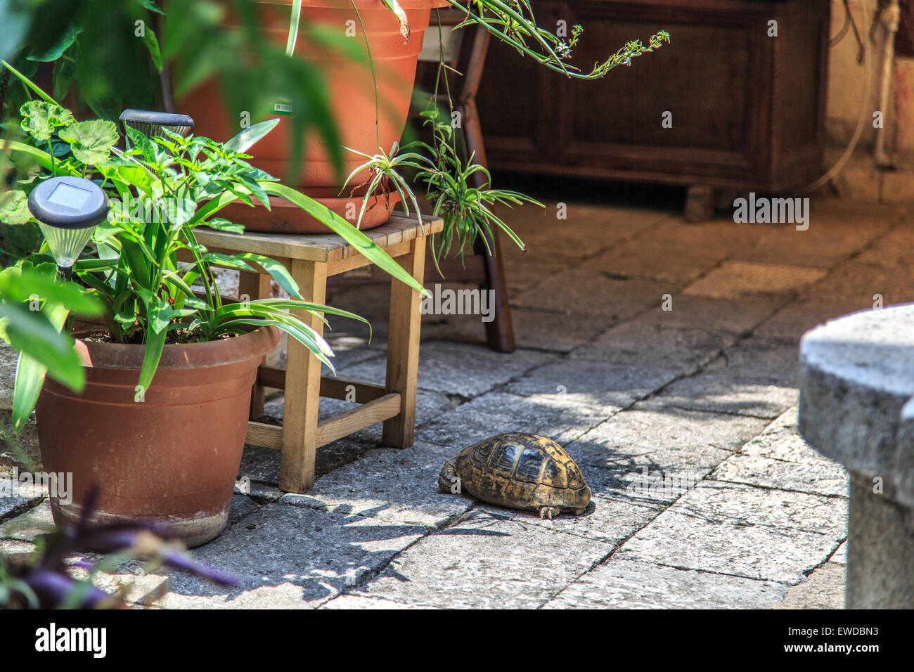 Side view of brown tortoise walking in the garden among flowerpots ...