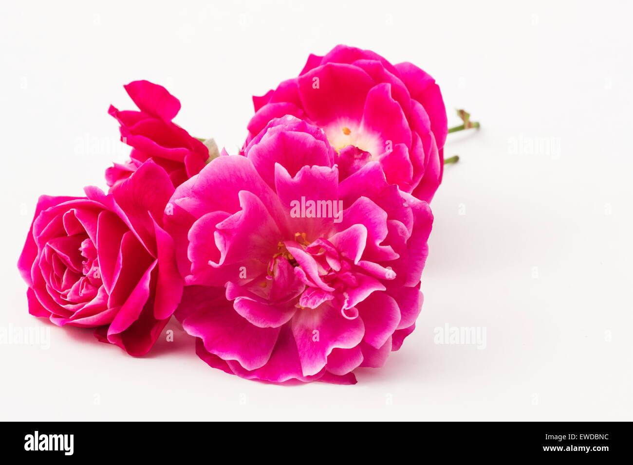 Damask rose on white background Stock Photo - Alamy