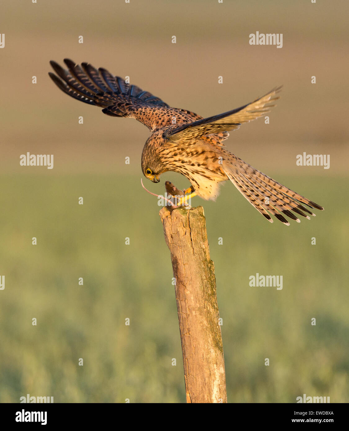 Kestrel killing a mouse hi-res stock photography and images - Alamy