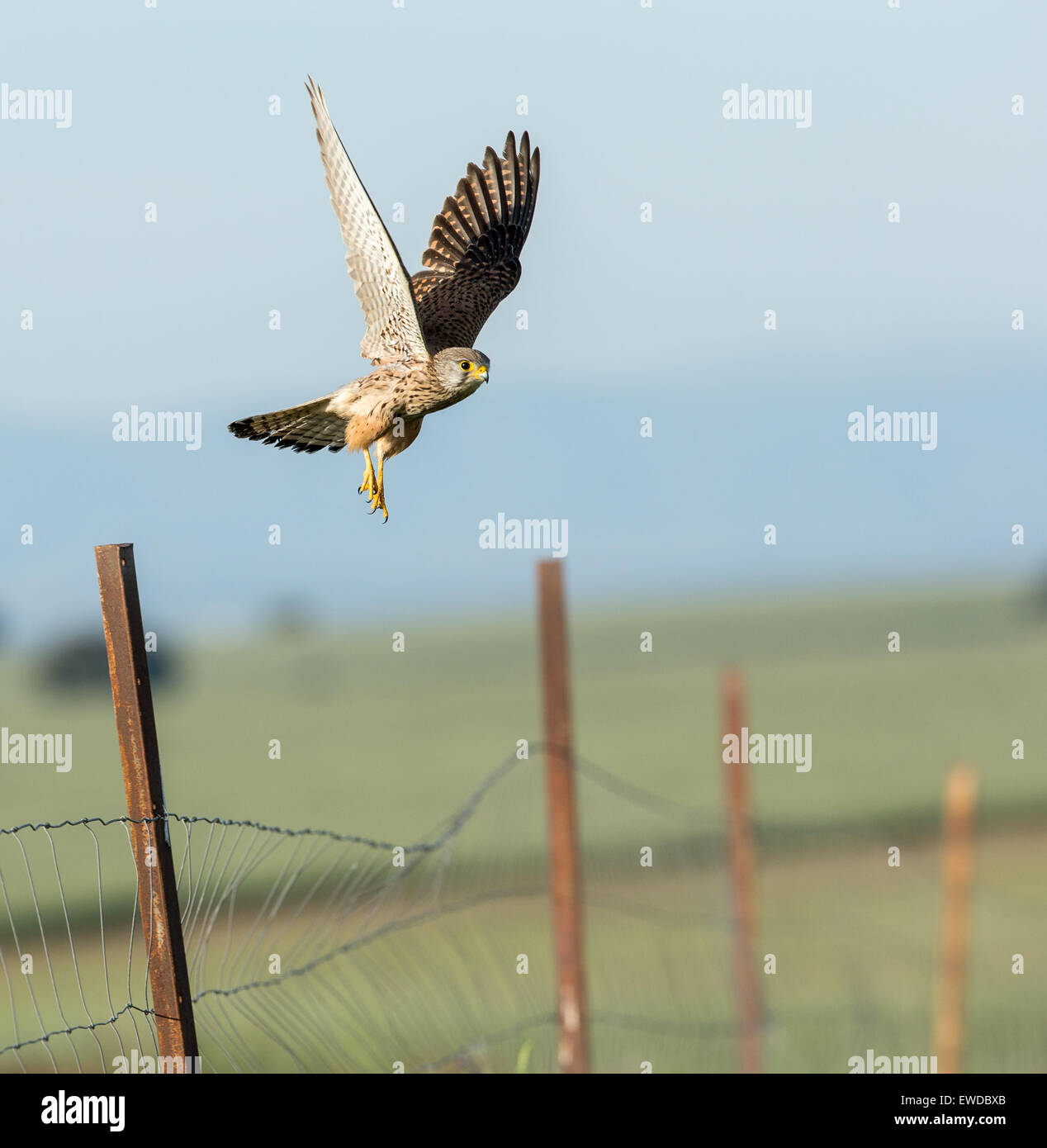 Kestrel taking off from fence post Stock Photo - Alamy