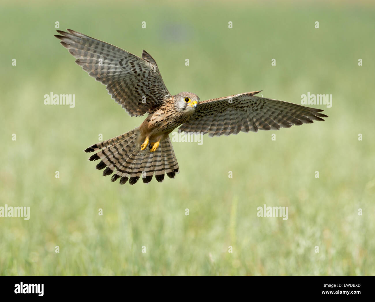 Kestrel coming in to land in a green field Stock Photo - Alamy