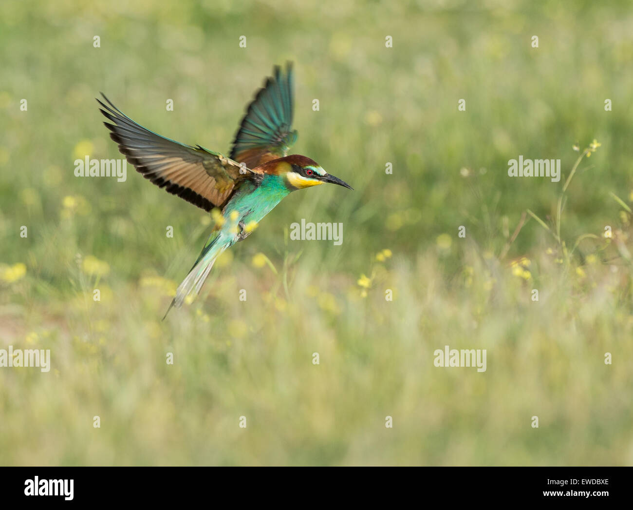 Bee-Eater hovering in front of nest burrow Stock Photo - Alamy
