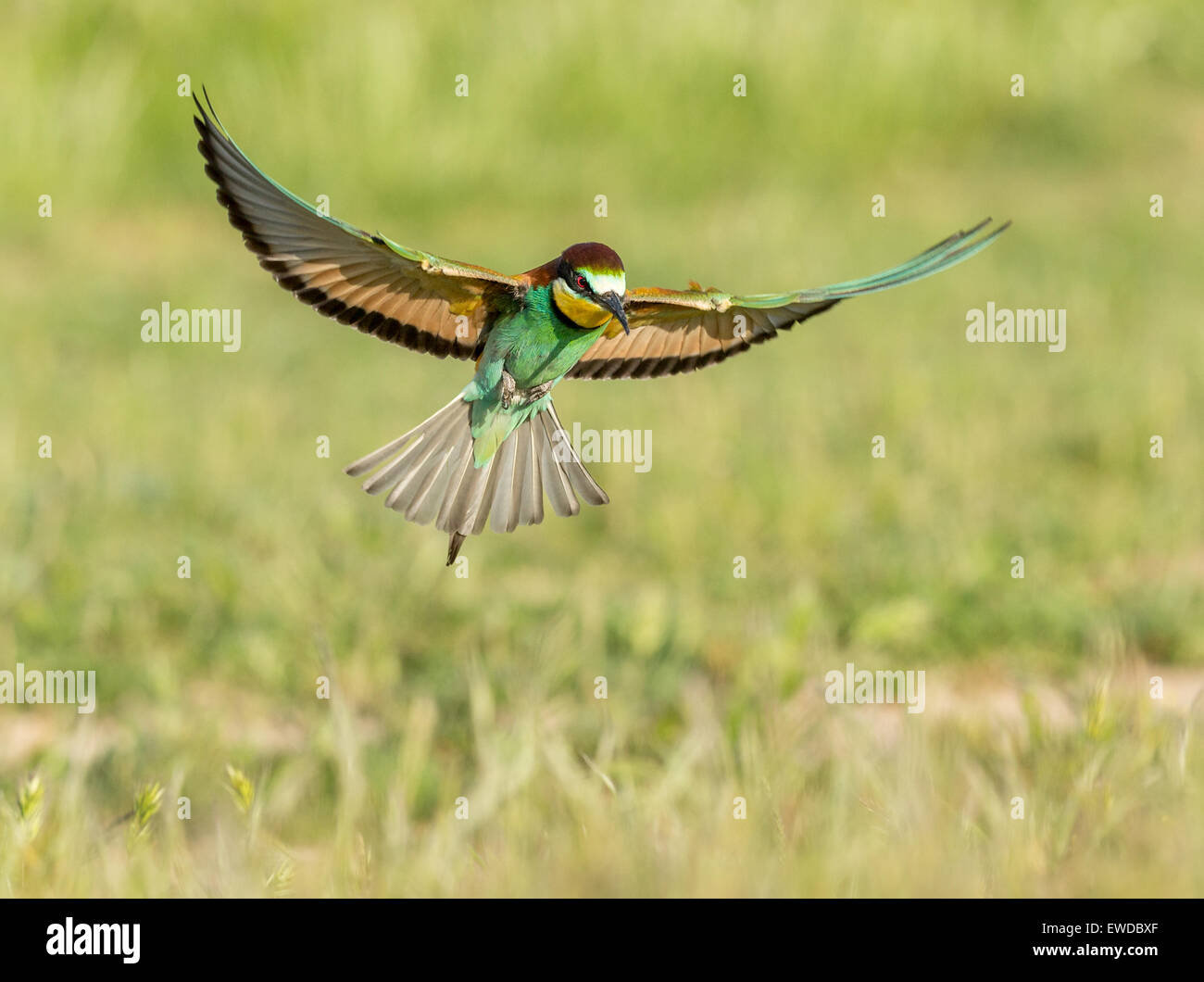 Bee-Eater hovering in front of nest burrow Stock Photo - Alamy