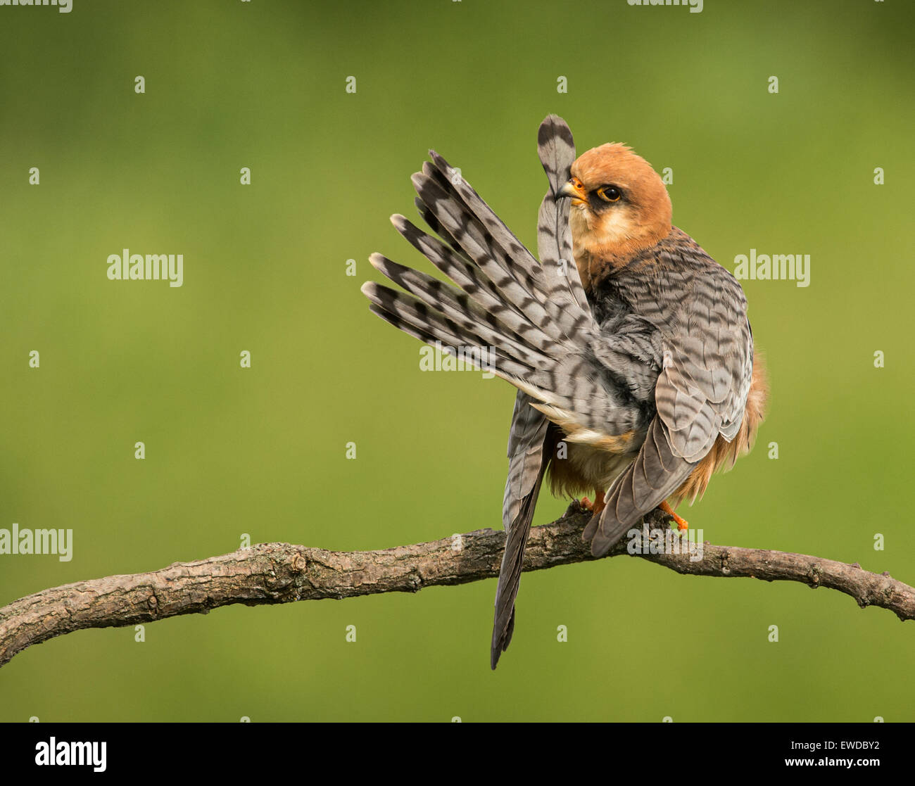 Female Red-Footed Falcon preening tail feathers Stock Photo - Alamy