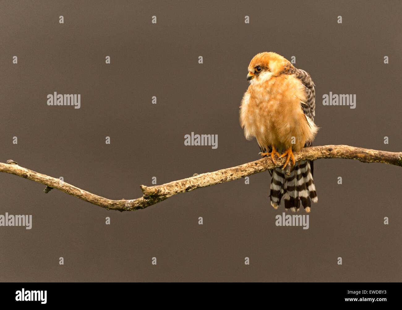 Female Red-Footed Falcon Stock Photo - Alamy