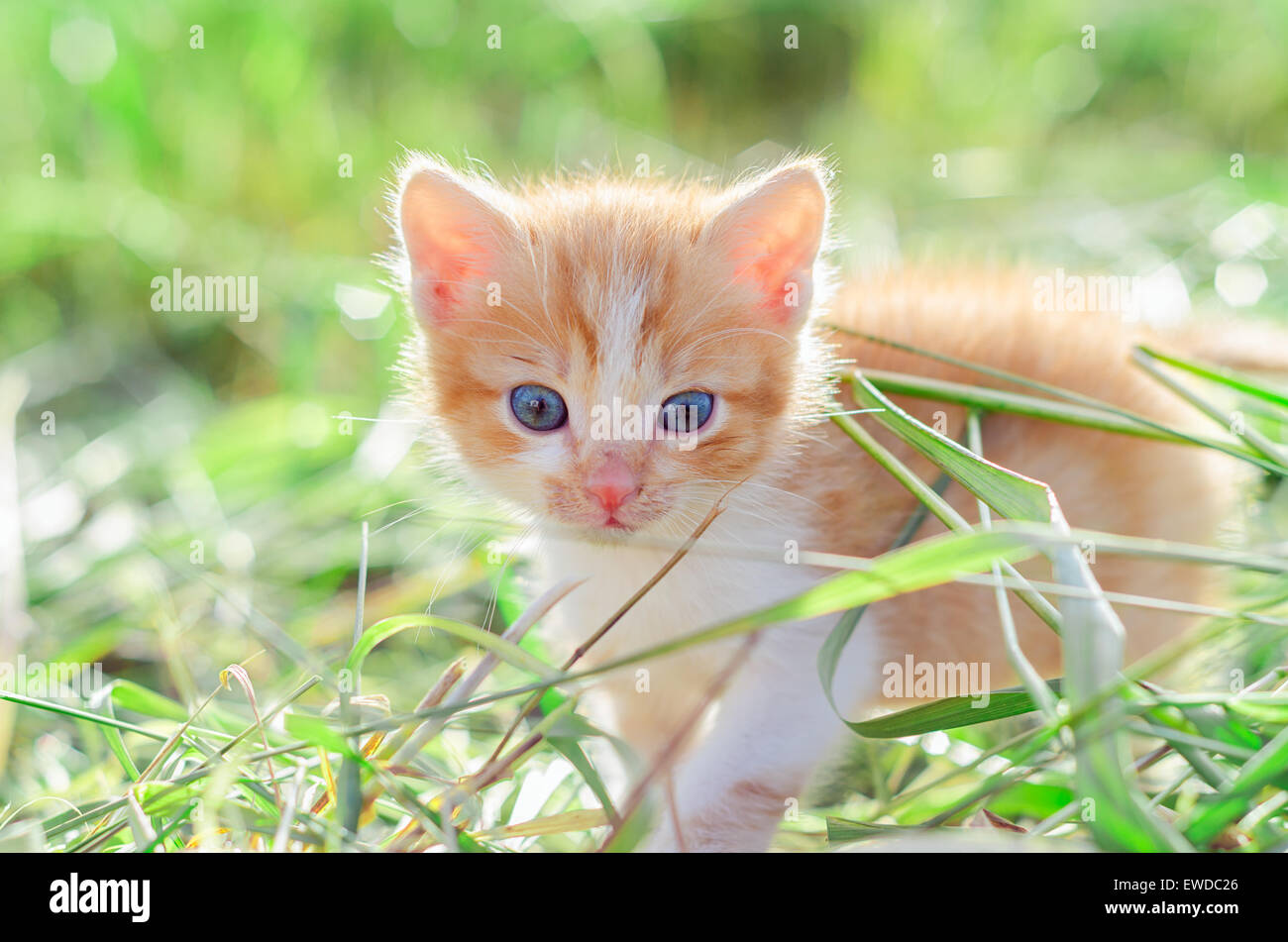 Red kitten looking up hi-res stock photography and images - Alamy