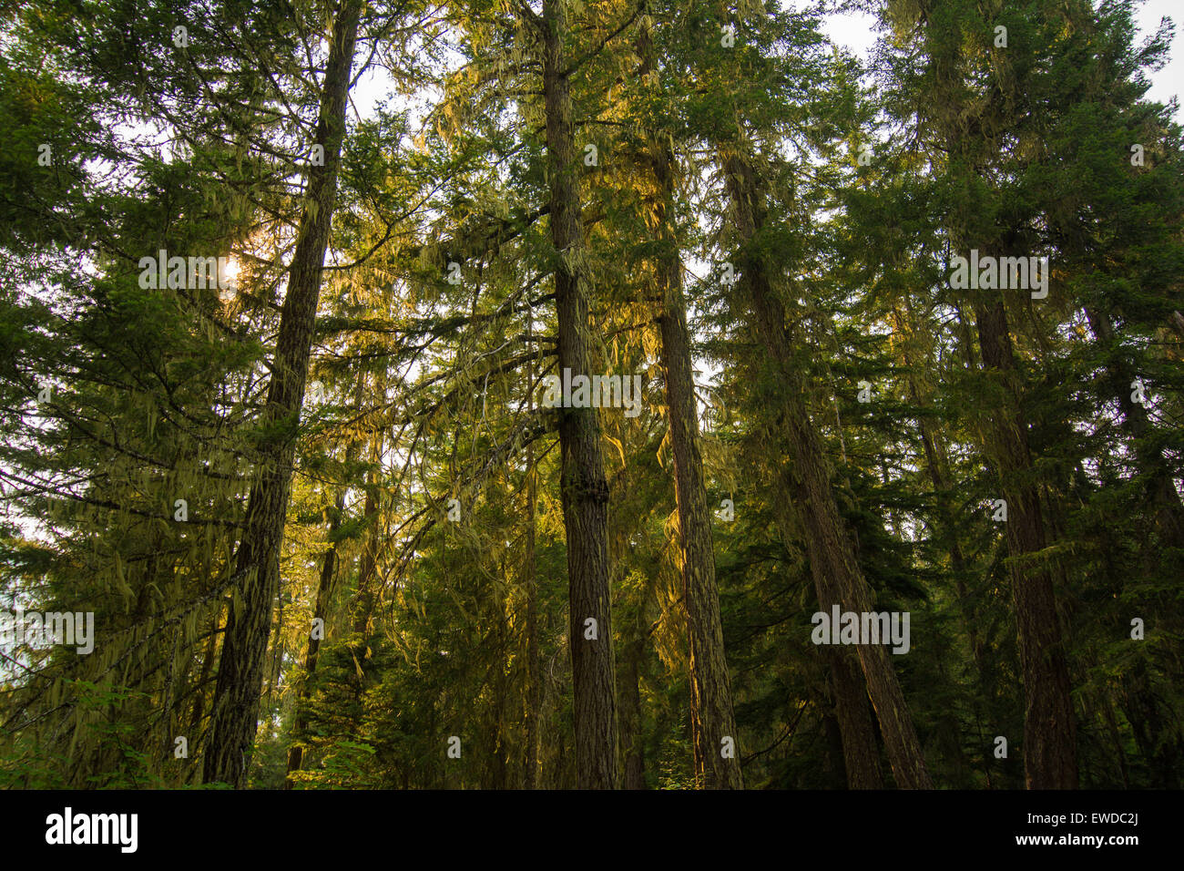 Okanogan-Wenatchee National Forest, Washington, USA Stock Photo - Alamy
