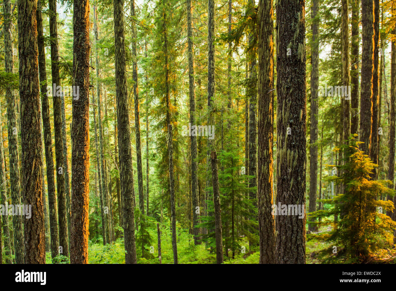 Okanogan-Wenatchee National Forest, Washington, USA Stock Photo - Alamy