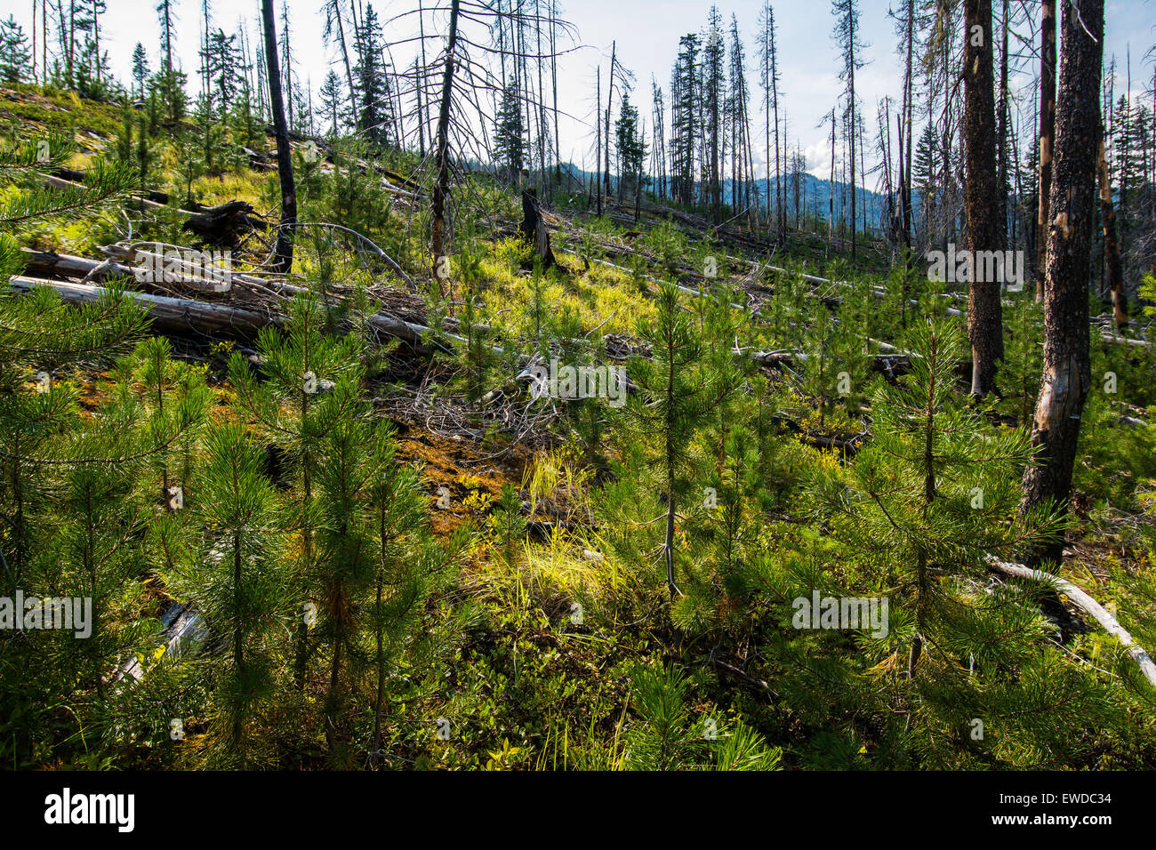 Forest fire damage & tree regrowth, Okanogan-Wenatchee National Forest ...
