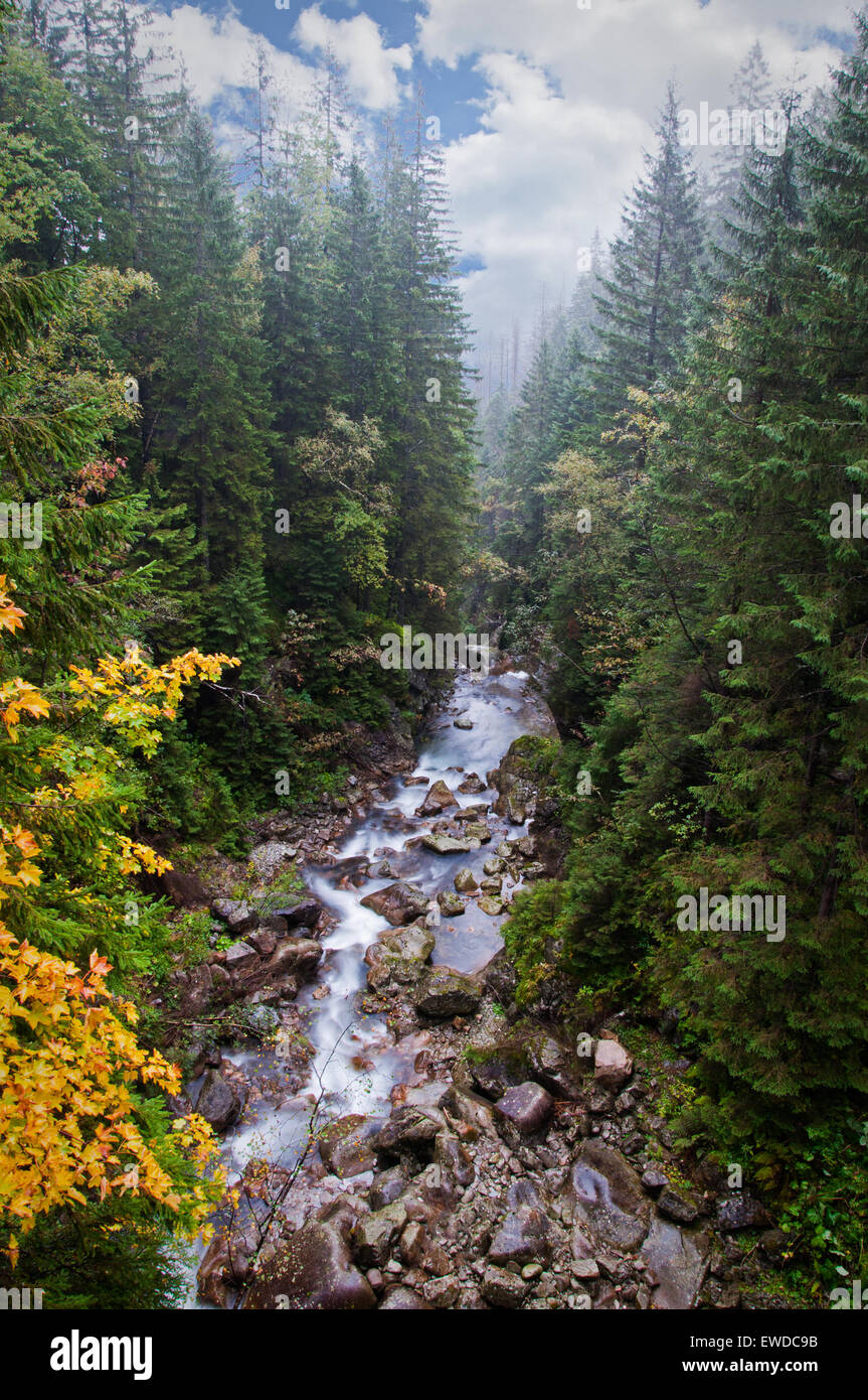 River in the forest Stock Photo - Alamy