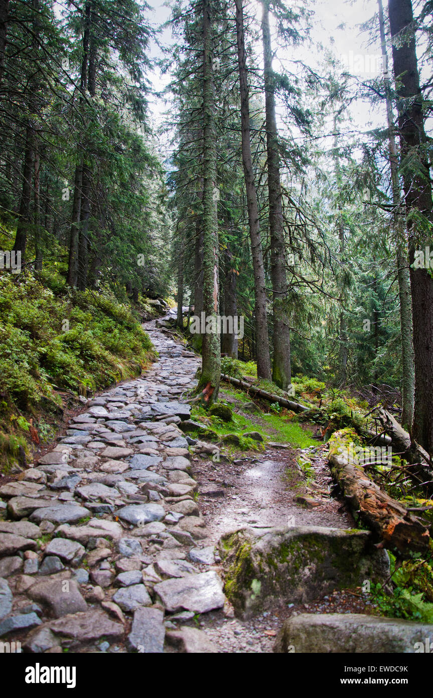 Tree and stone hi-res stock photography and images - Alamy