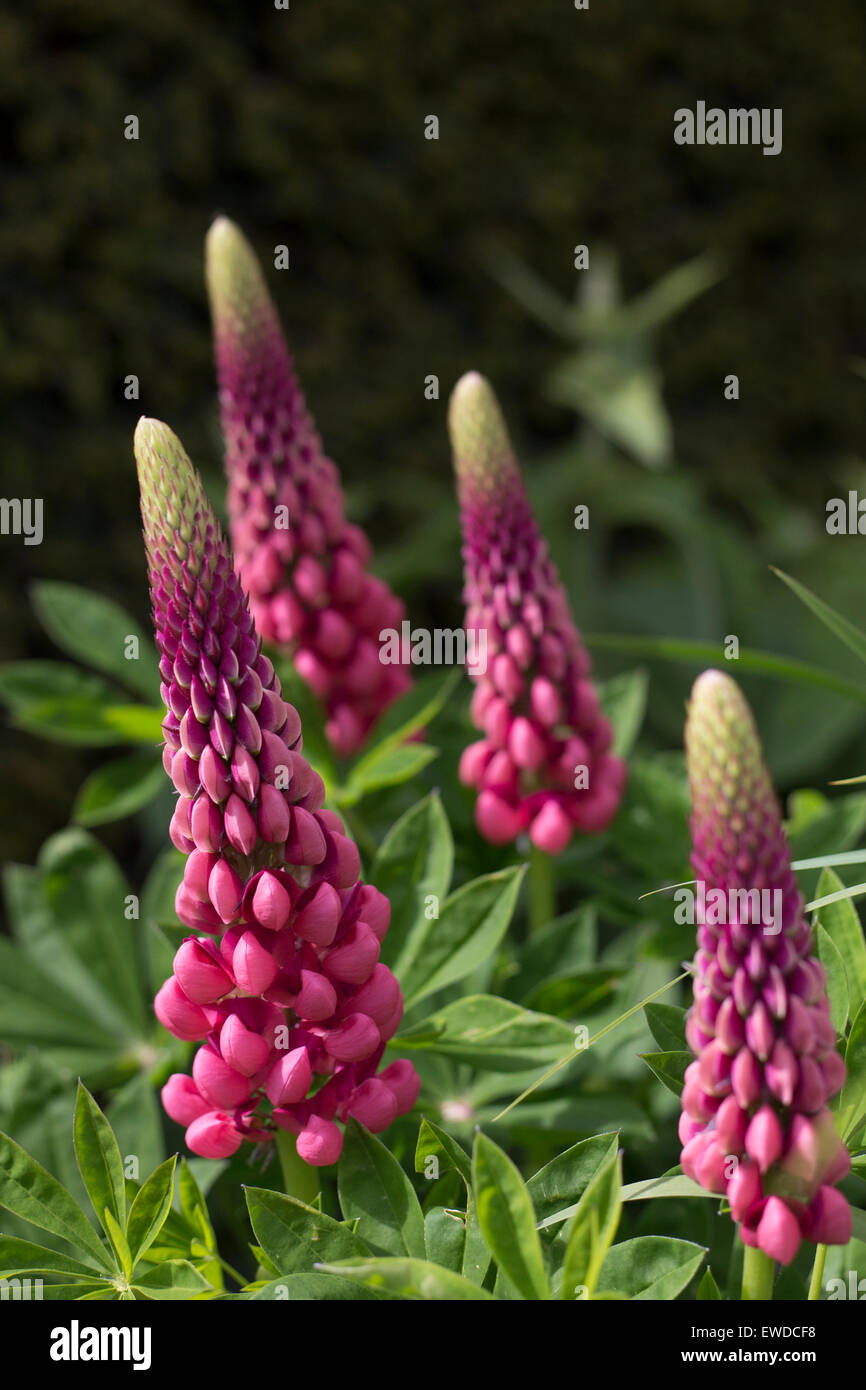 Picture of Pink Lupin flower in full bloom Stock Photo - Alamy