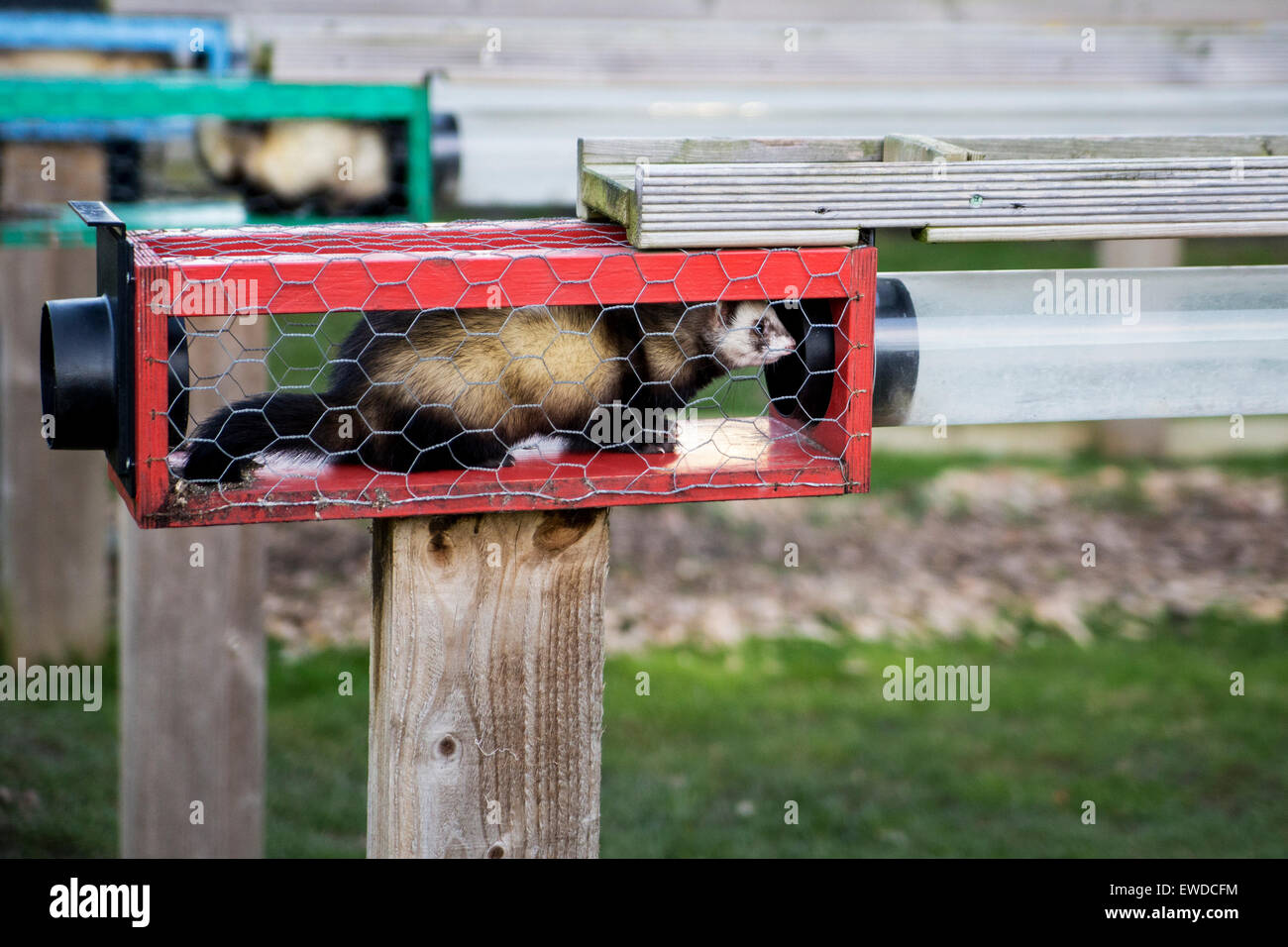 Get set GO... Ferret poised to win ferret race Stock Photo - Alamy