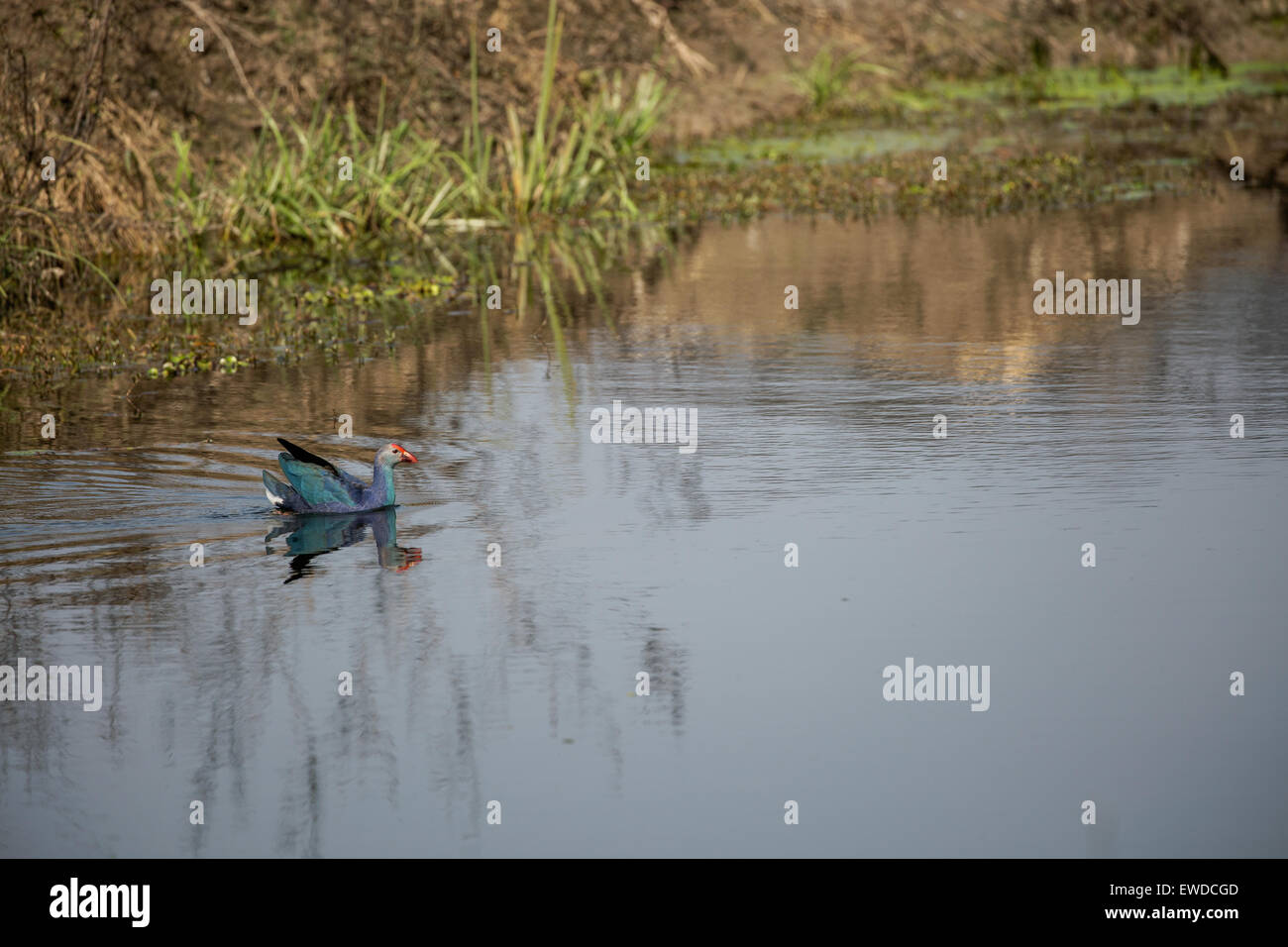 Blue purple top 10 hi-res stock photography and images - Alamy