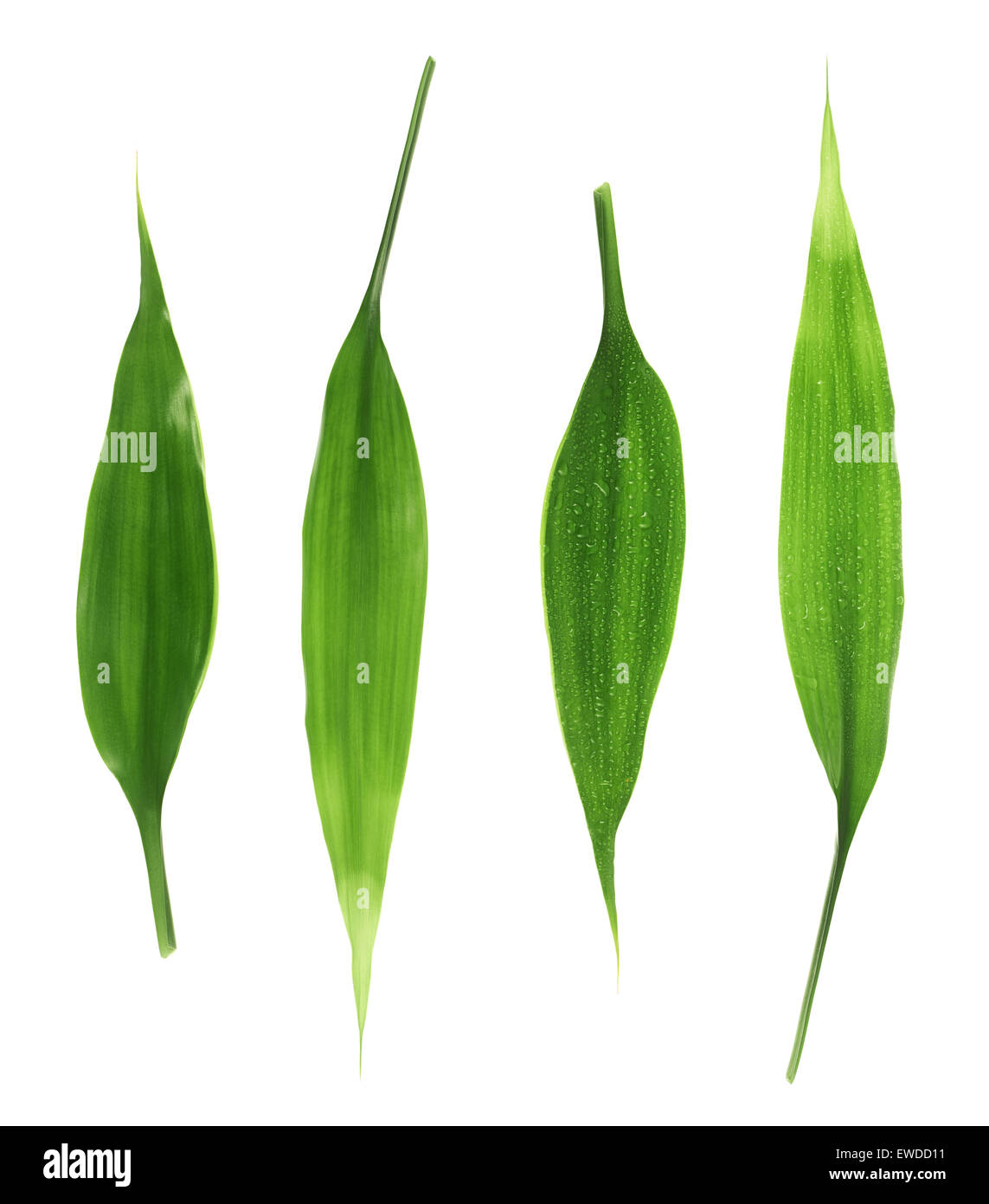 Palm tree leaves isolated Stock Photo - Alamy