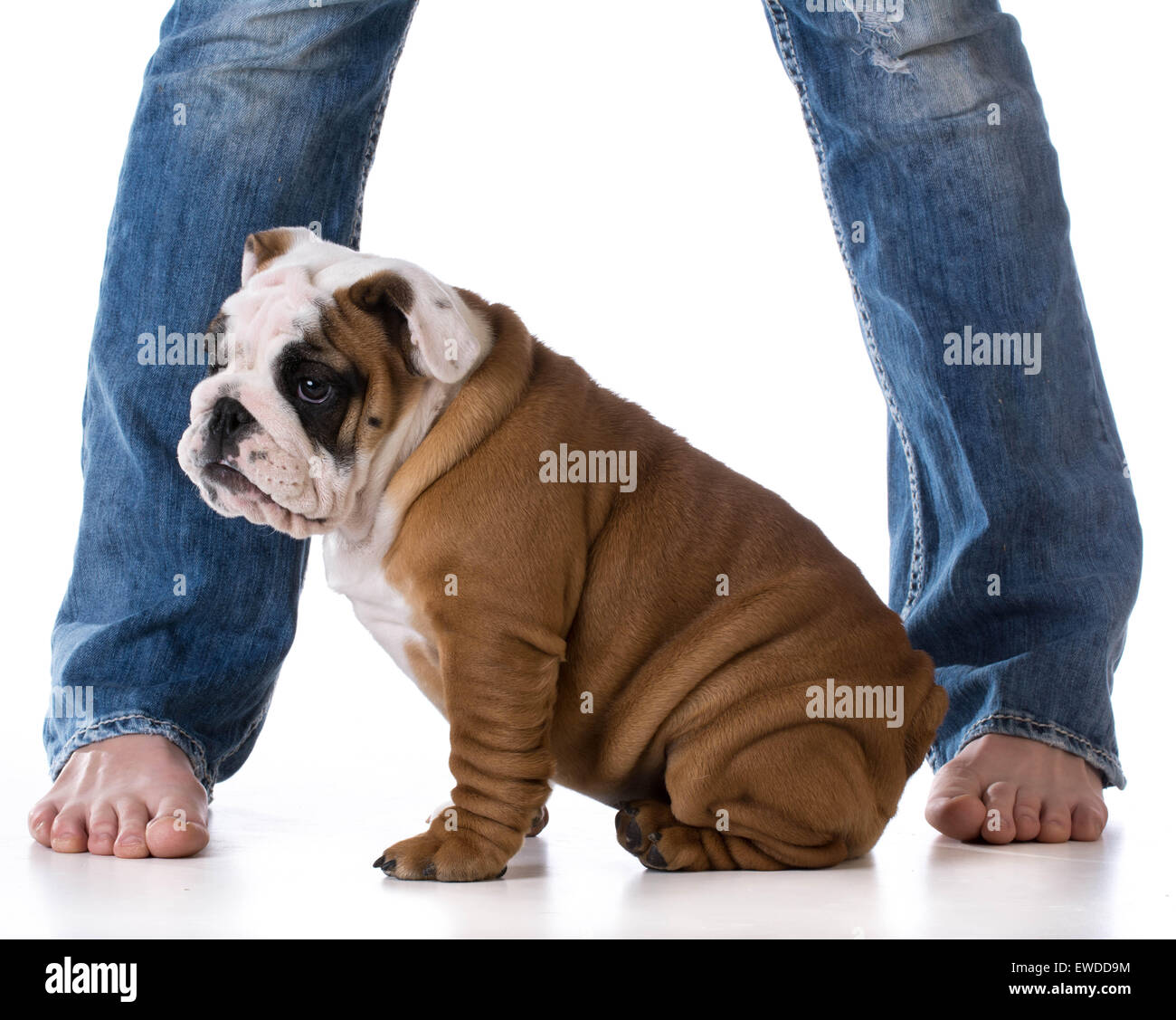 woman's legs with puppy sitting at her feet - bulldog Stock Photo - Alamy