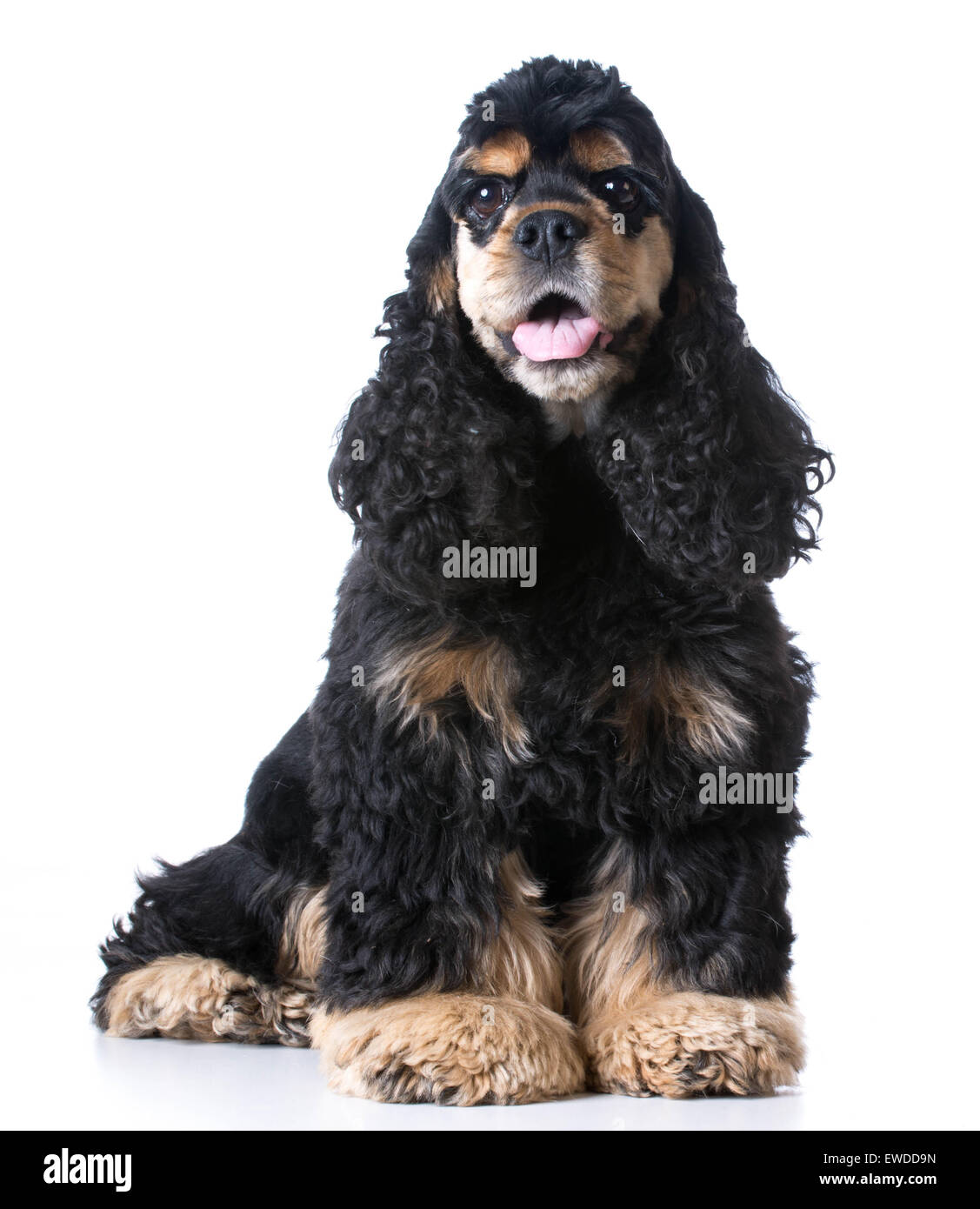 cocker spaniel sitting on white background Stock Photo - Alamy
