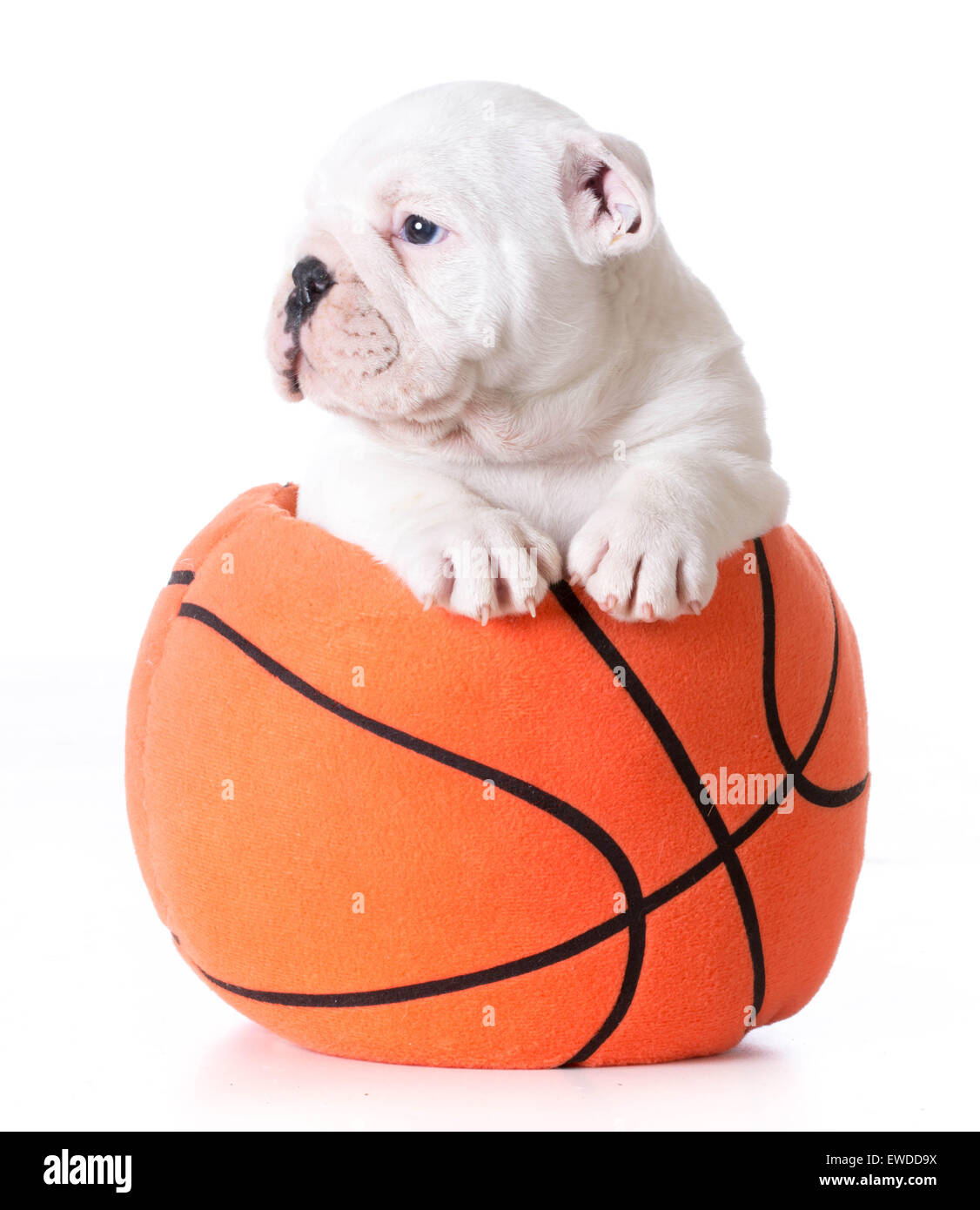 Puppies Playing Basketball