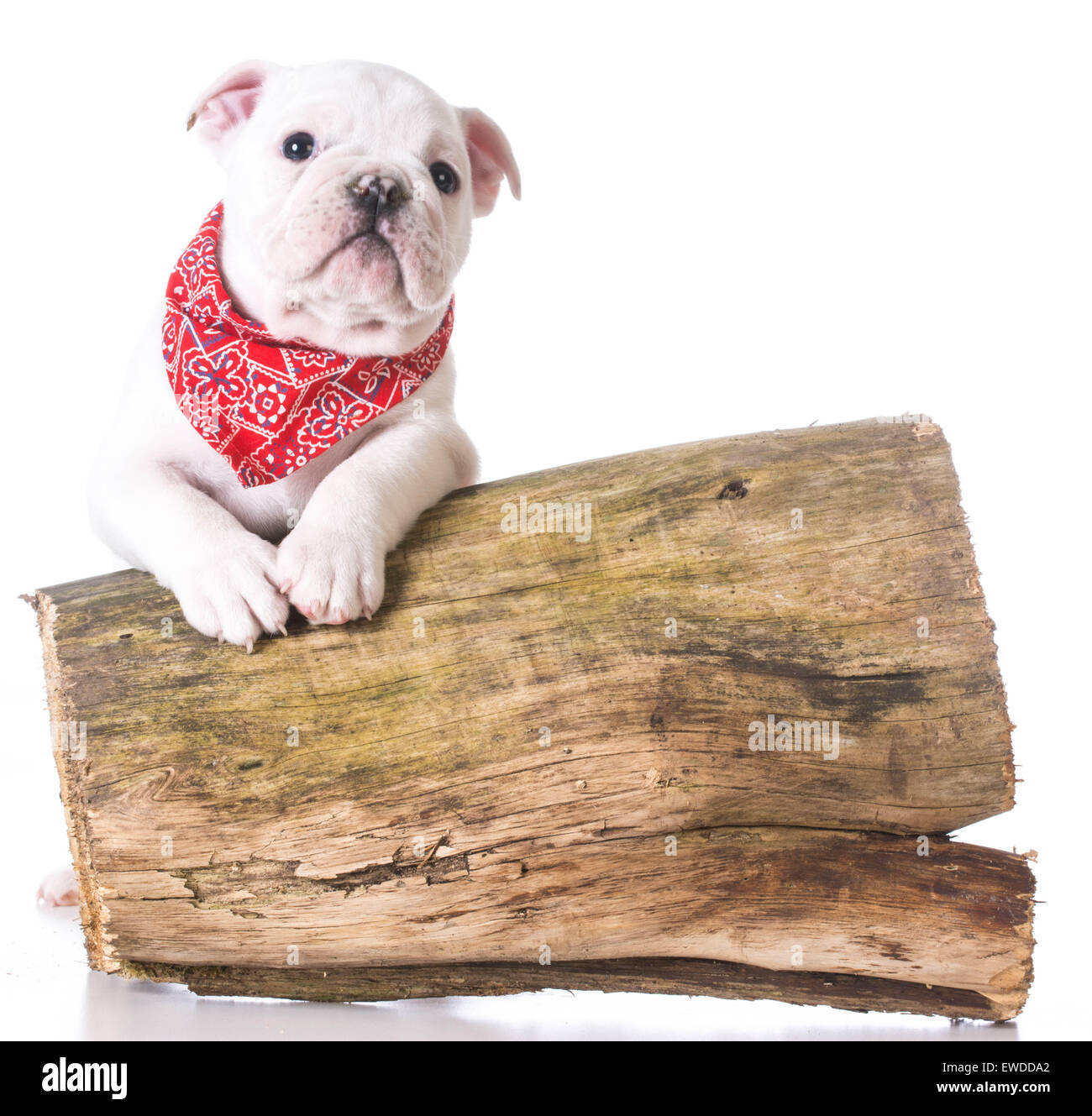 cute puppy - bulldog puppy with paws resting on a wooden log on white ...