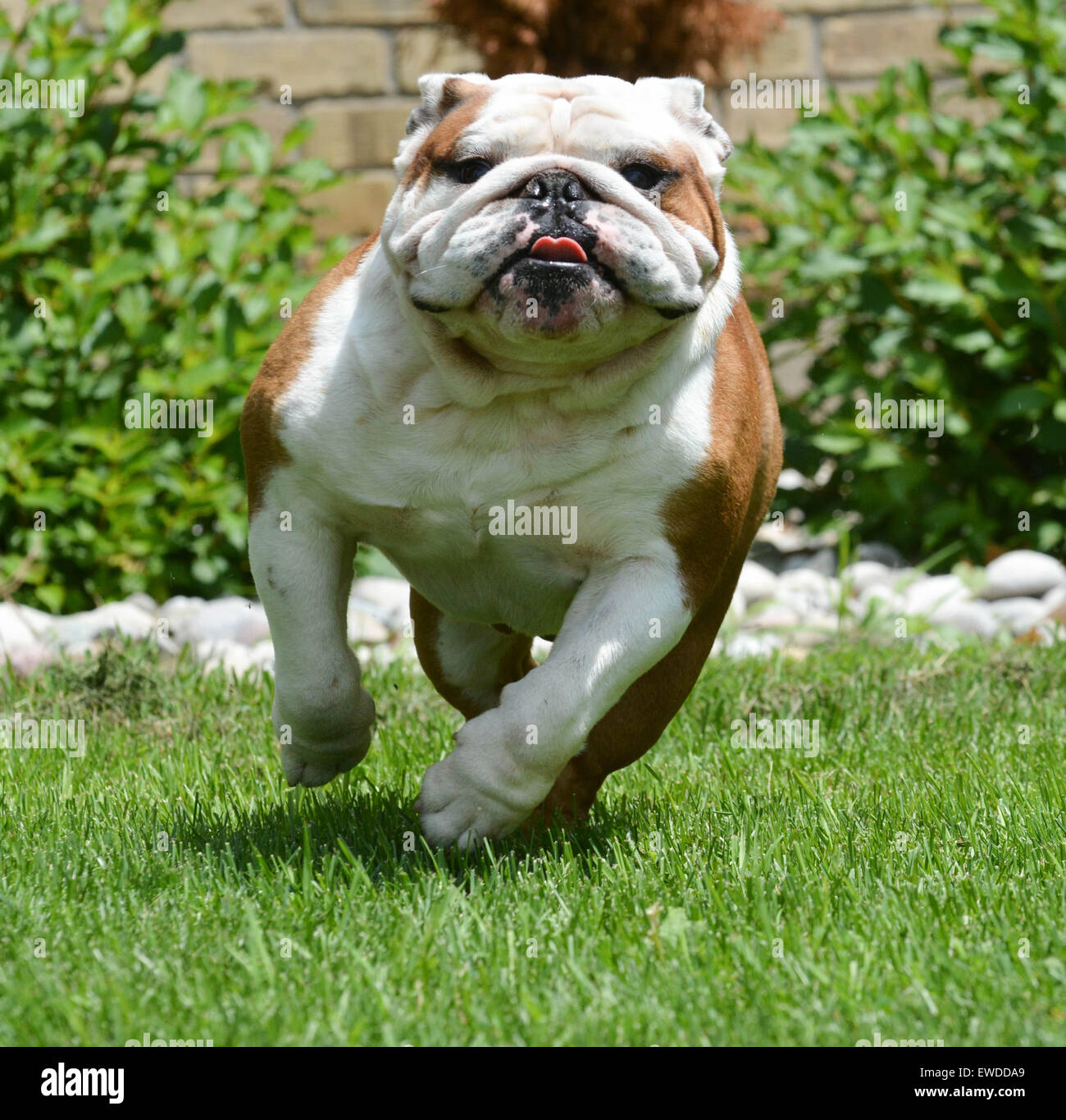 adult male bulldog running outside in the grass - 6 years old Stock ...