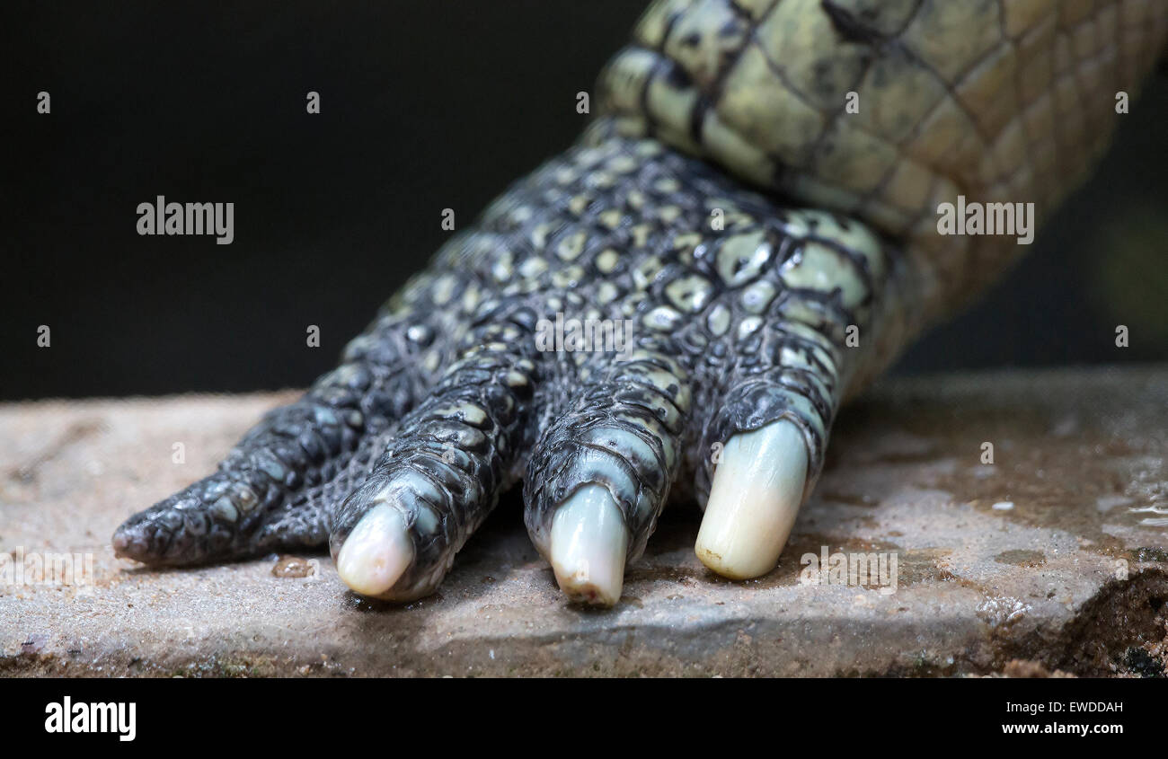Gharial (Gavialis gangeticus), also knows as the gavial, hand view ...
