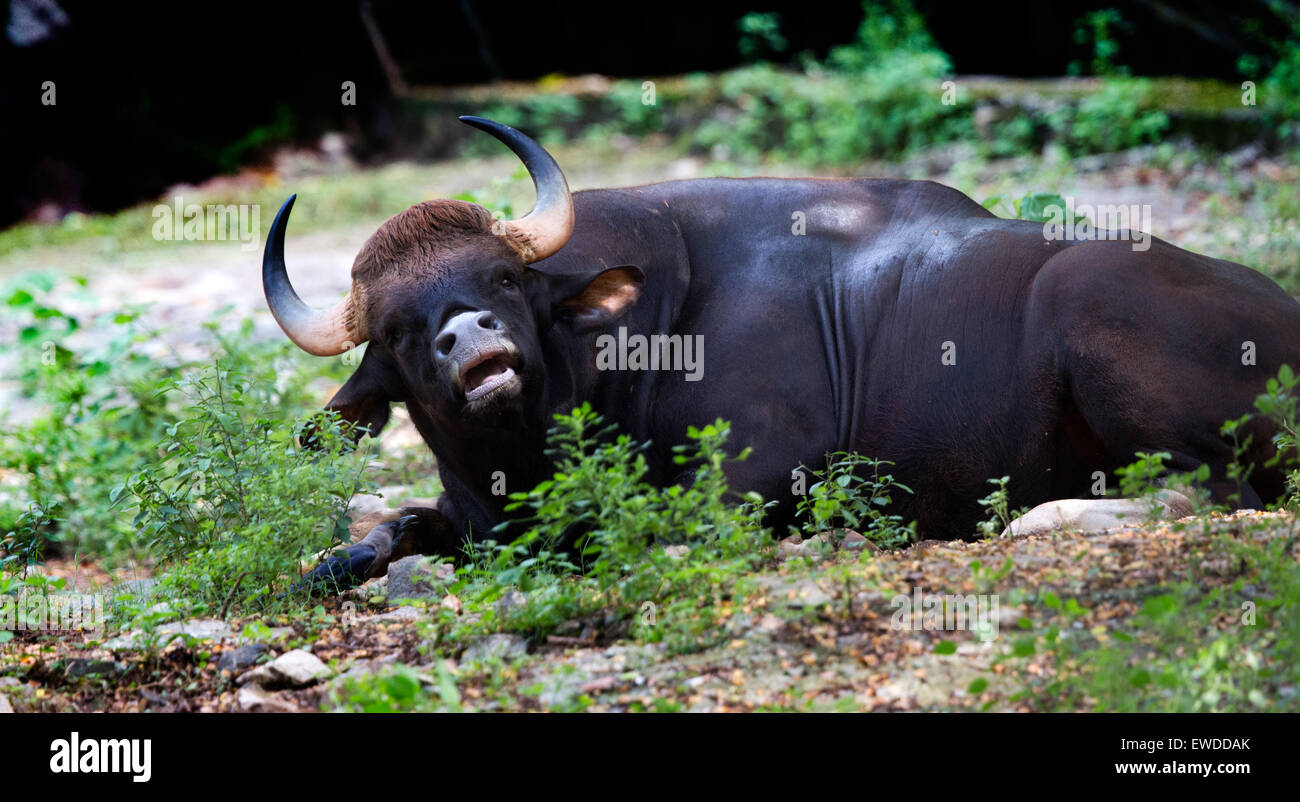 Angry cow india hi-res stock photography and images - Alamy