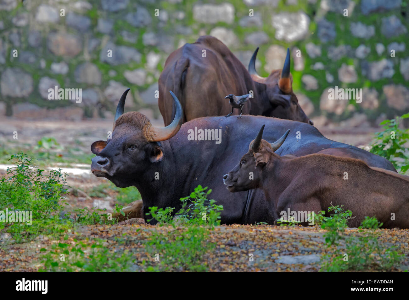 A wild Indian Gaur, the largest cattle in the world Stock Photo - Alamy