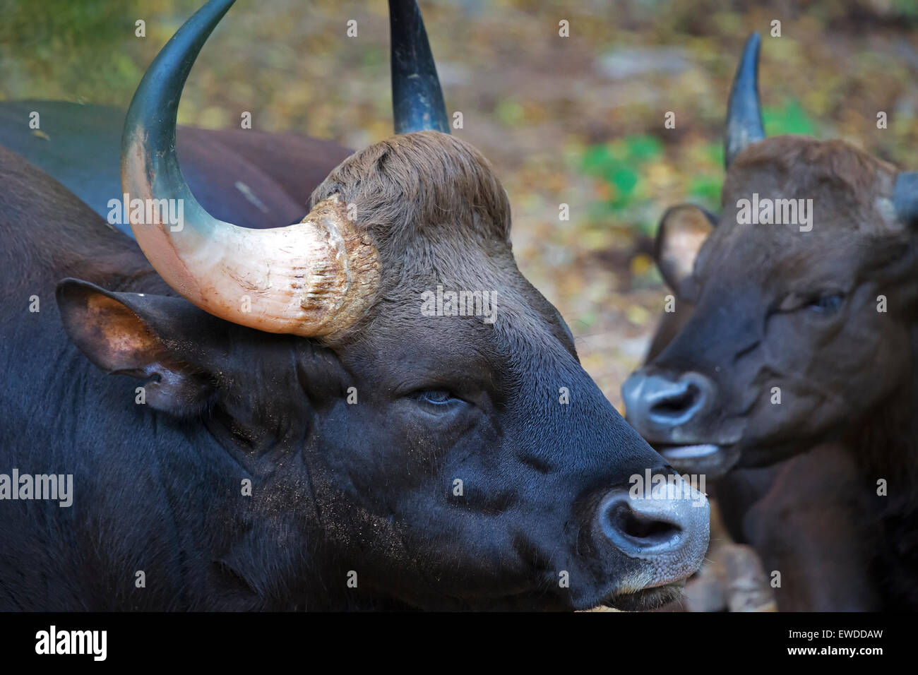 A wild Indian Gaur, the largest cattle in the world Stock Photo - Alamy