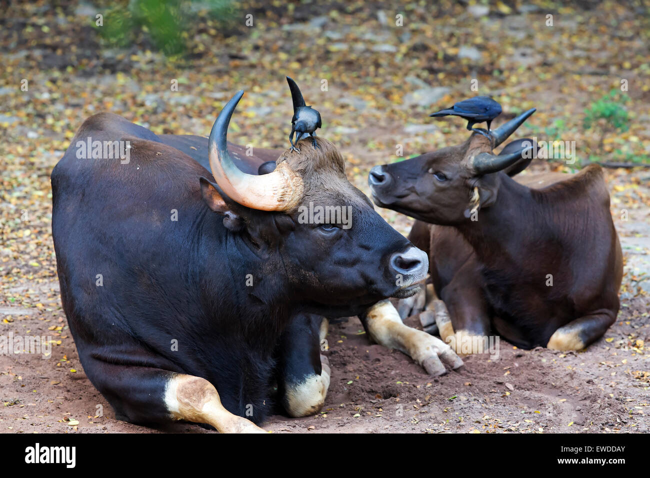 Gaur bull india hi-res stock photography and images - Alamy