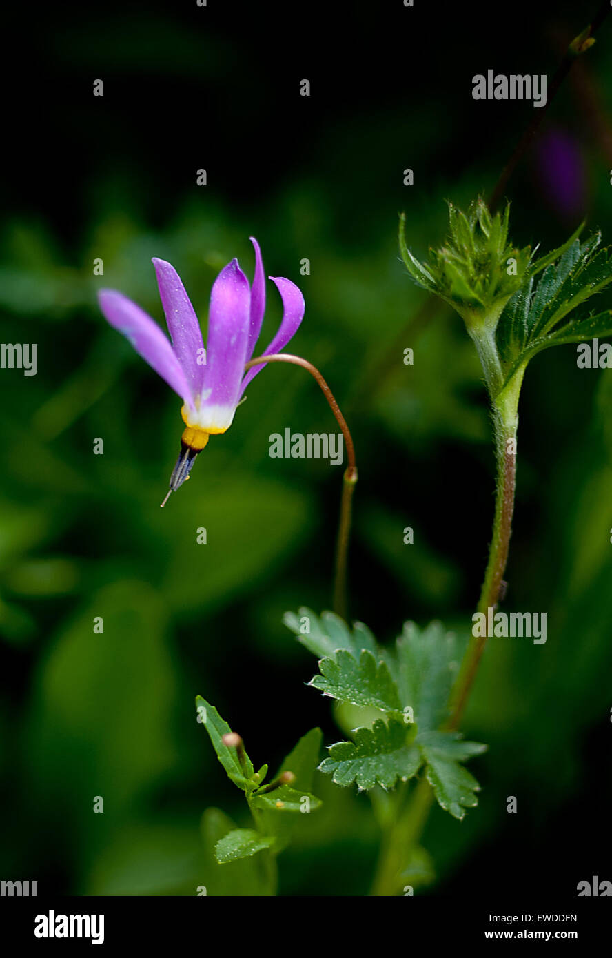 A shooting star during the summer's wildflower bloom in Colorado's ...