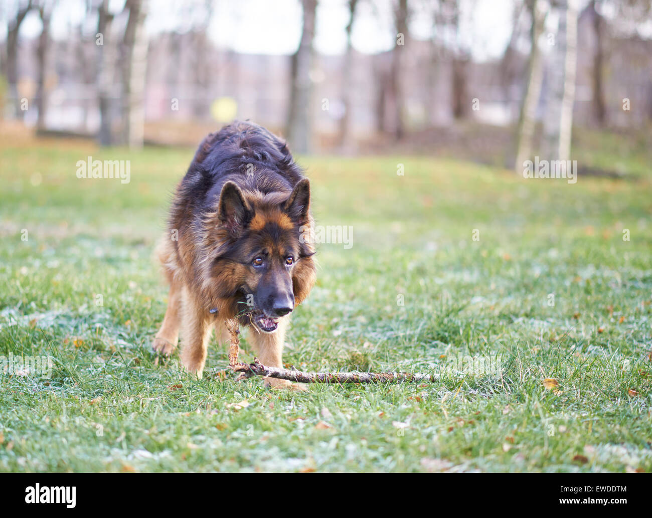 German shepherd dog with the stick Stock Photo - Alamy