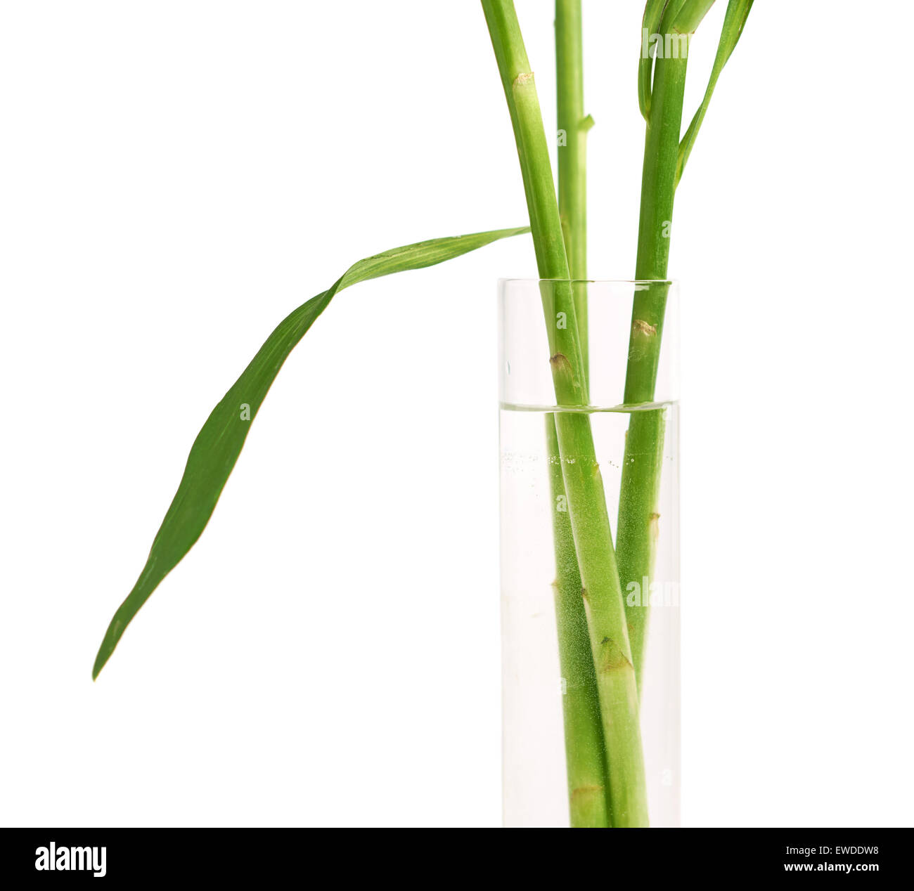 Close-up fragment of a stem Stock Photo - Alamy