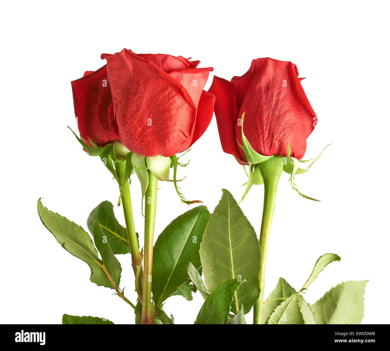 Three red roses composition Stock Photo - Alamy