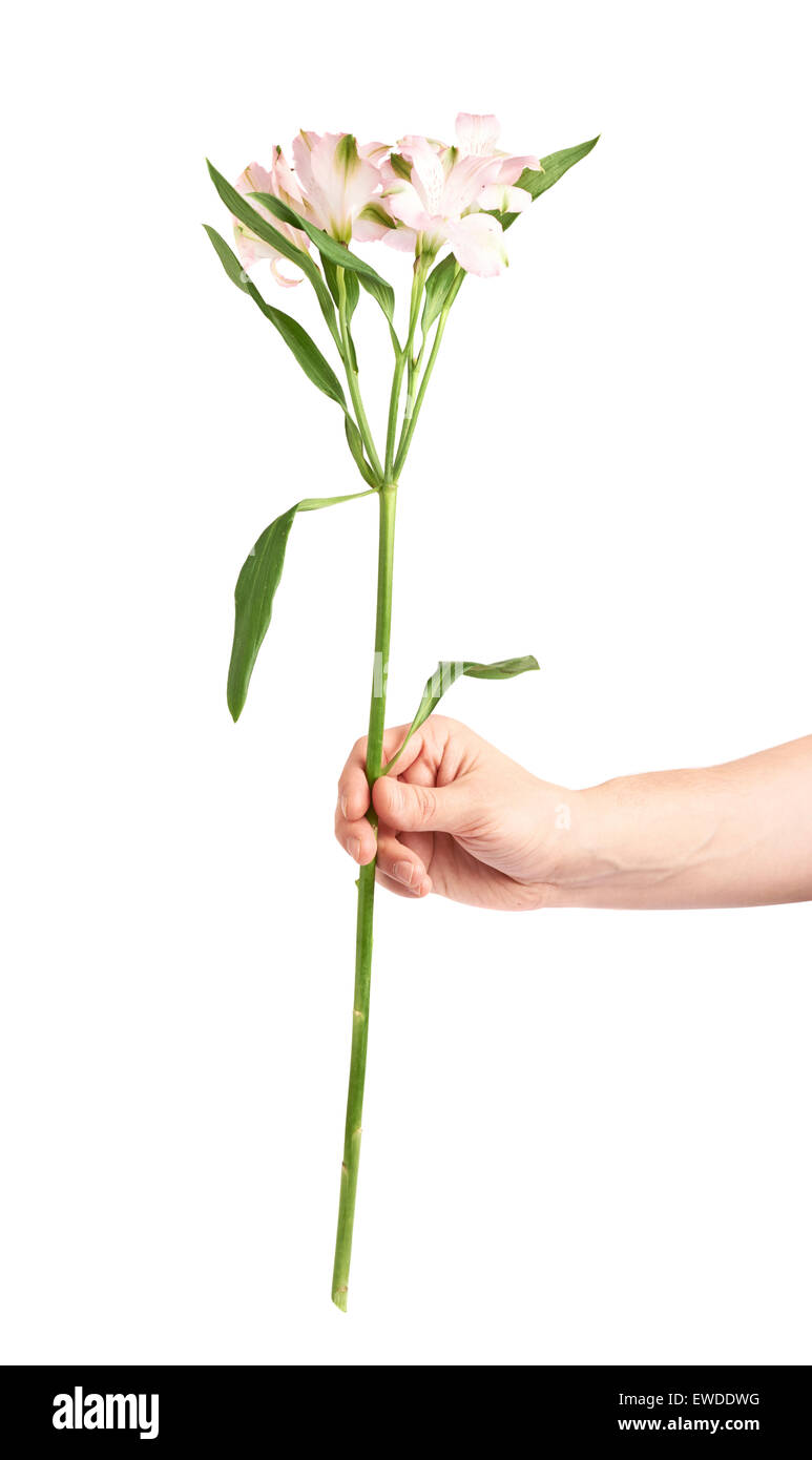 Male hand giving one flower hi-res stock photography and images - Alamy