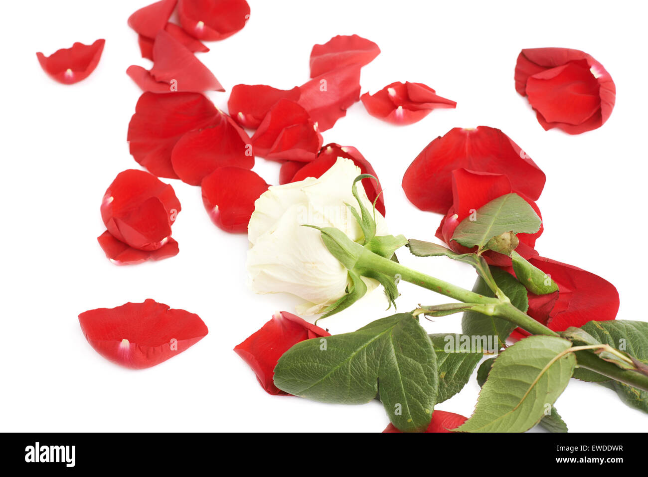 White rose composition Stock Photo - Alamy
