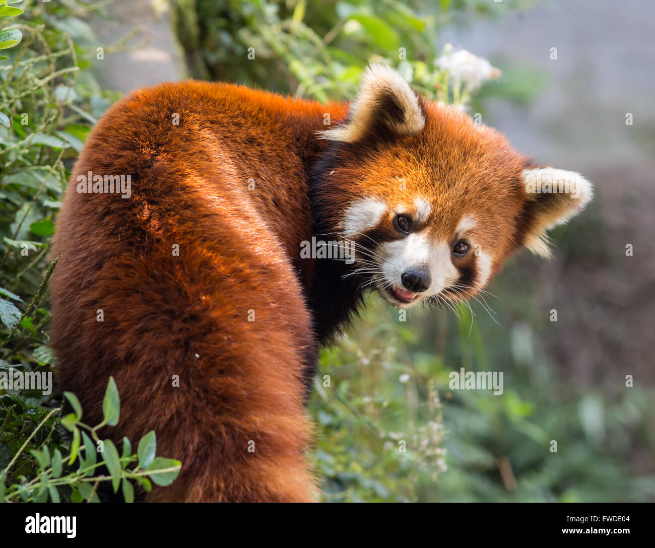 Panda Channel Orange Cover