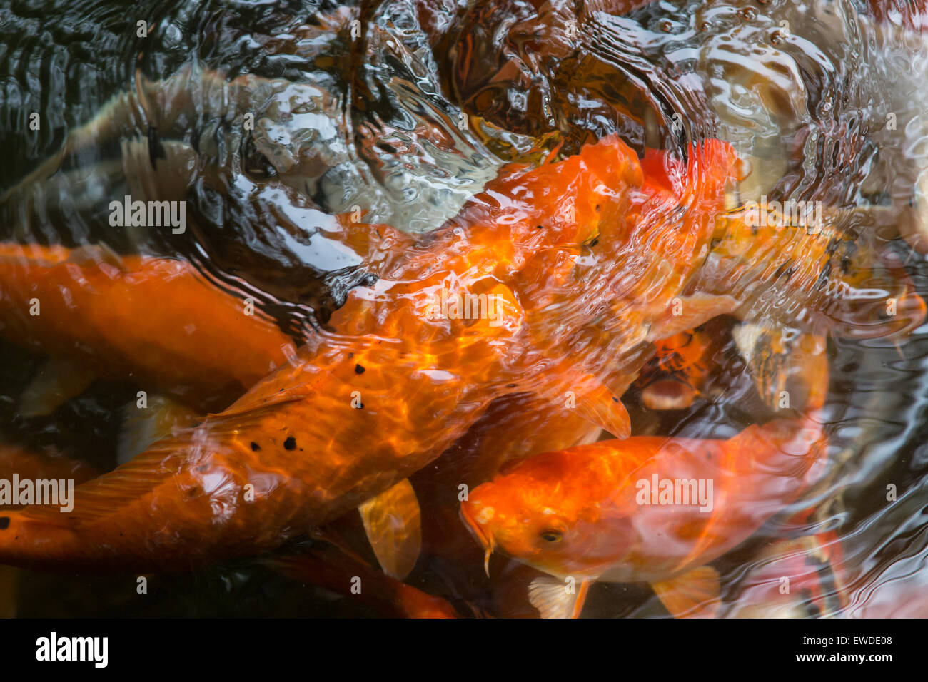 Rainbow Fish in the Chinese pond Stock Photo - Alamy