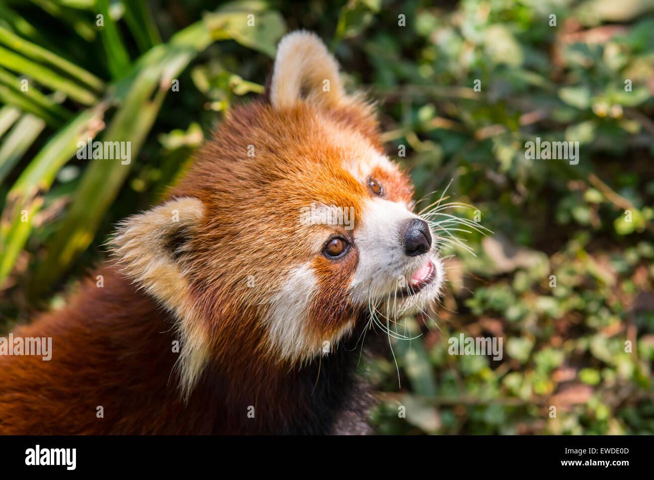Amazing orange panda Stock Photo - Alamy