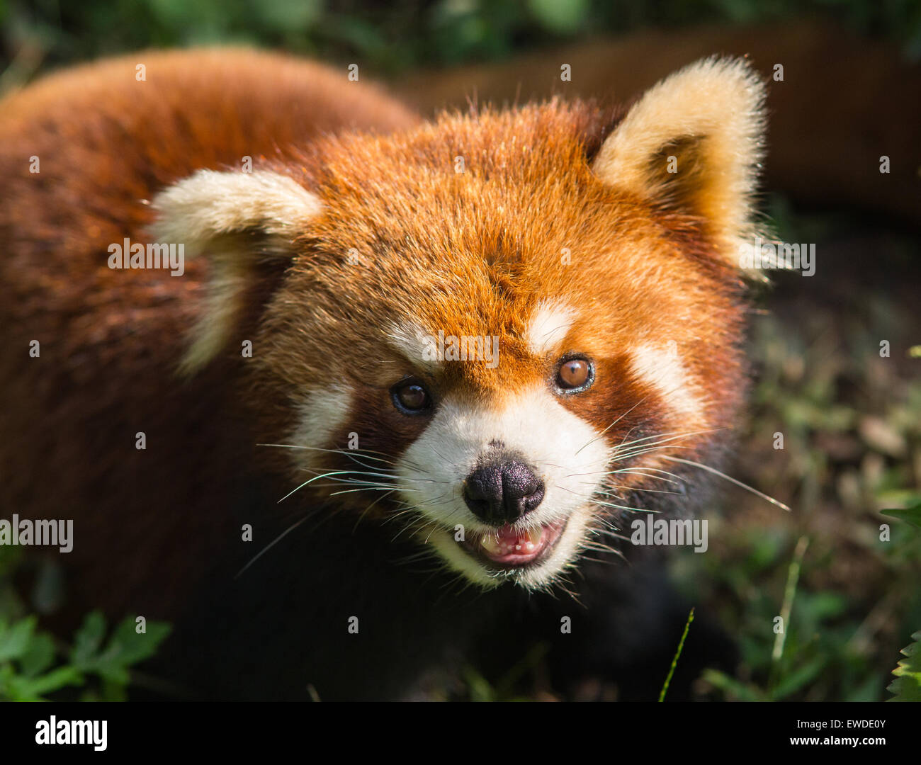 Amazing orange panda Stock Photo - Alamy