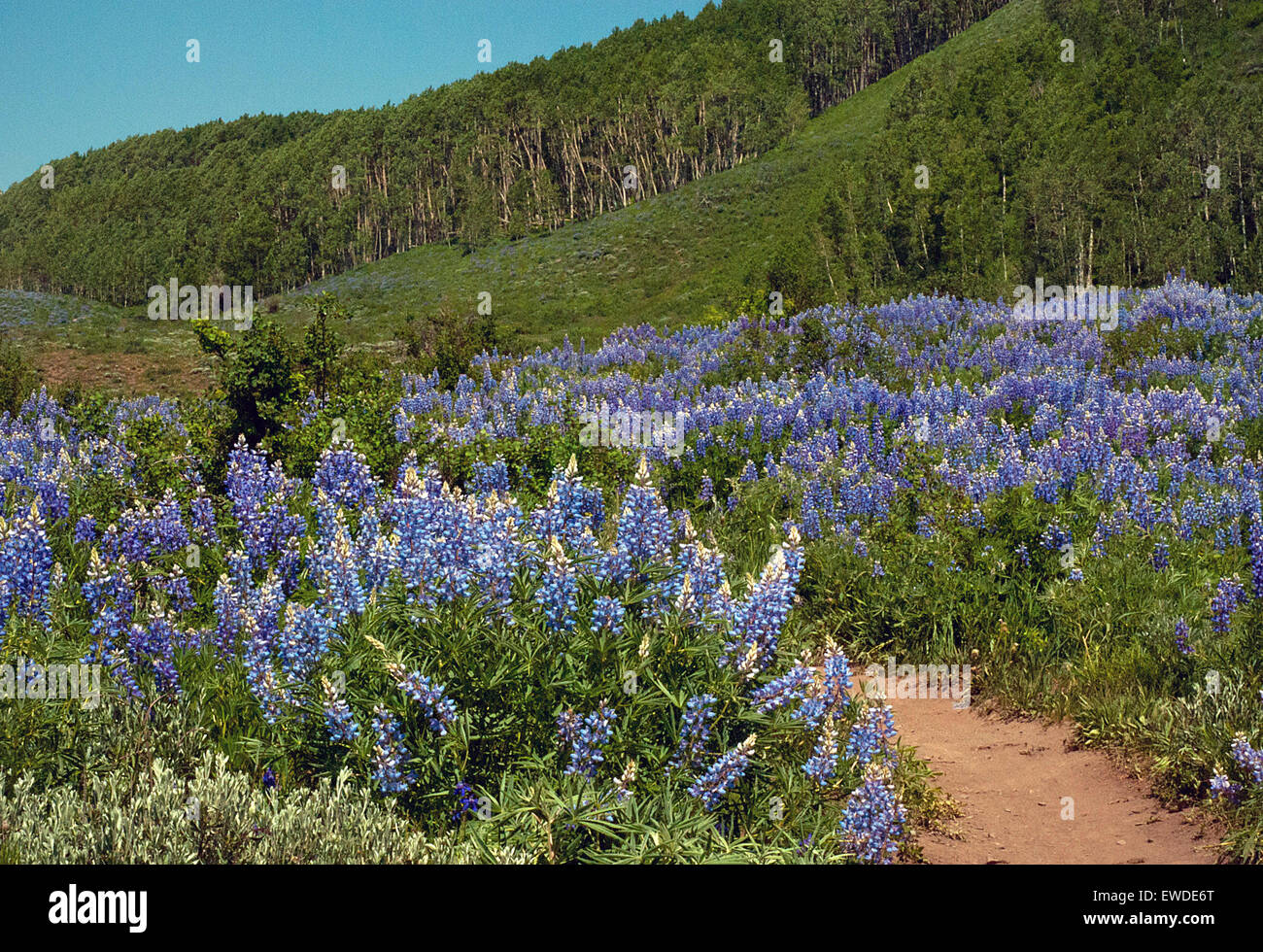 Fields of lupine flourish in Colorado's Rocky Mountain wilderness near ...