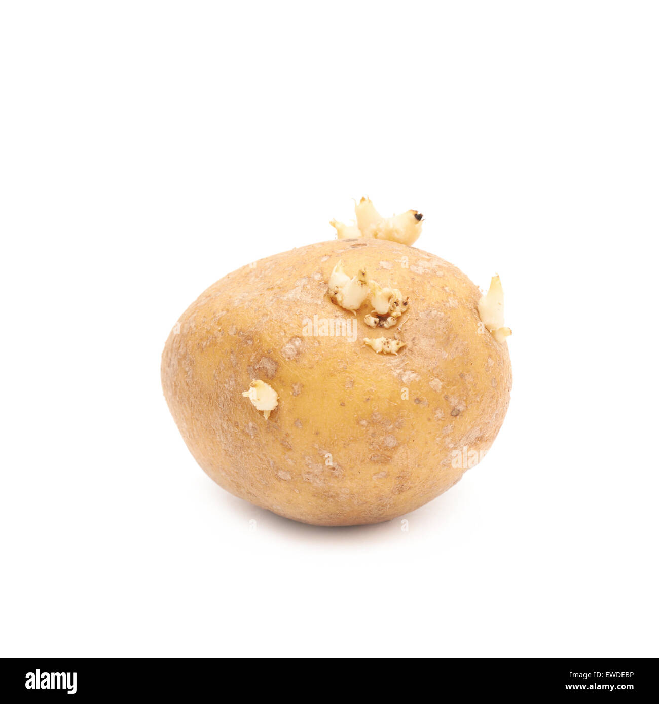 Brown potato with sprouts Stock Photo - Alamy