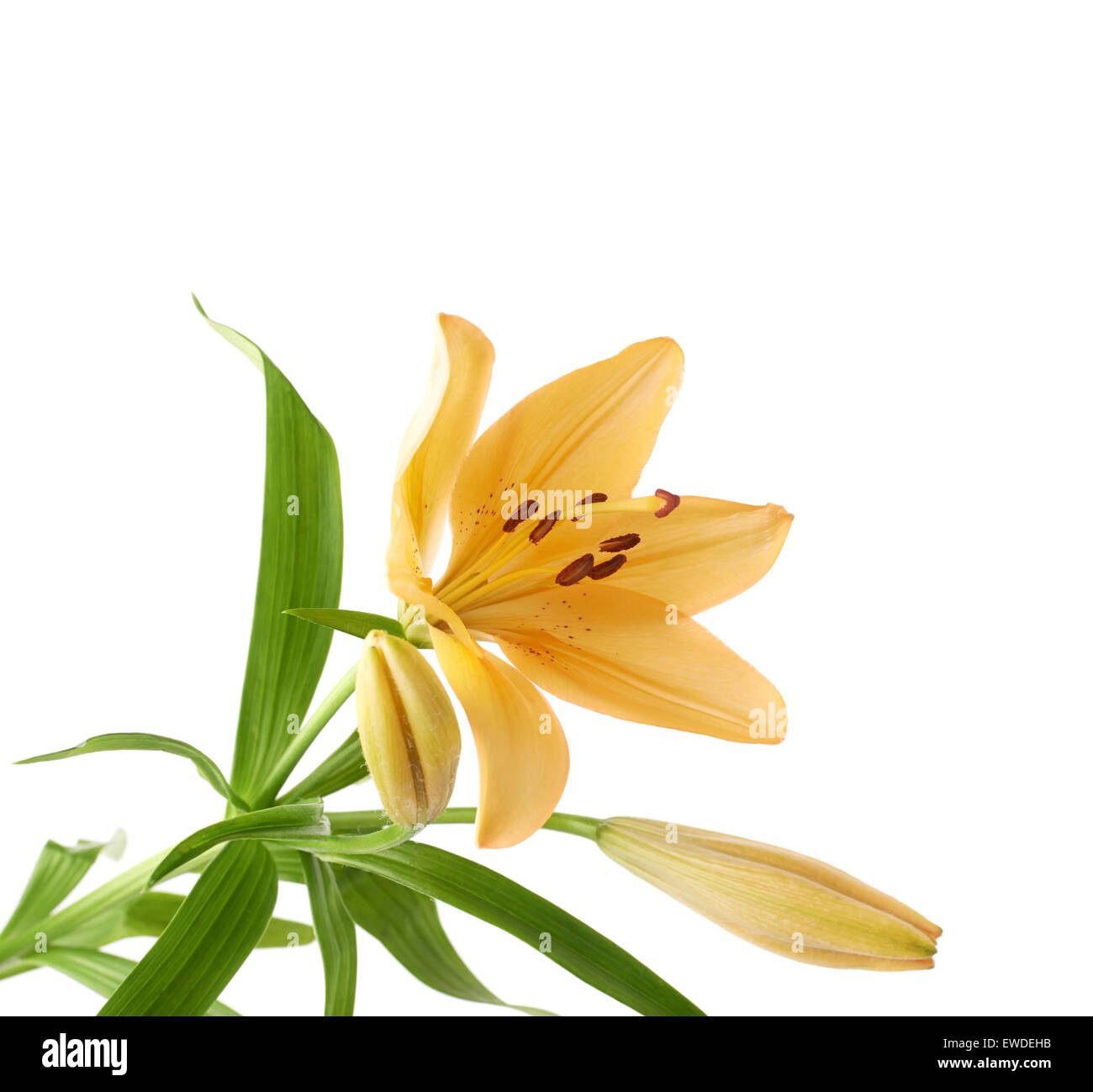 Yellow lily lilium flower isolated Stock Photo - Alamy