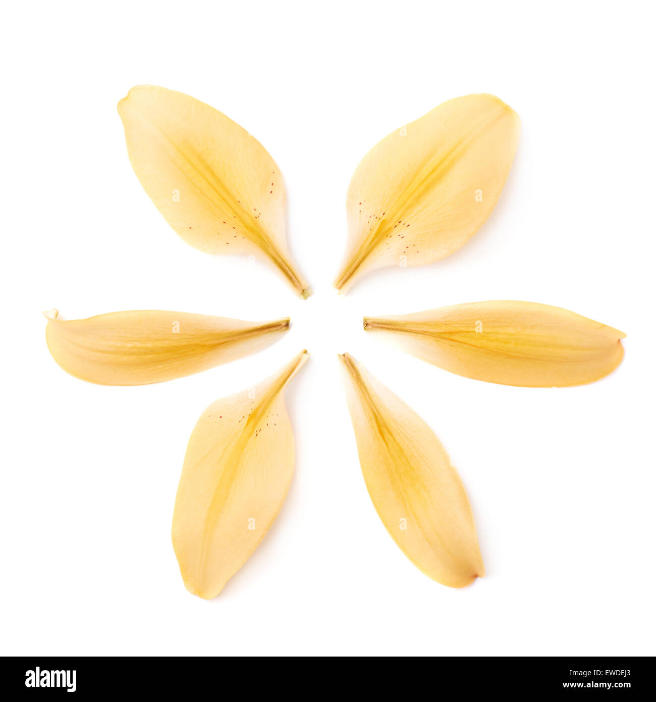 Royal trinity lily hi-res stock photography and images - Alamy