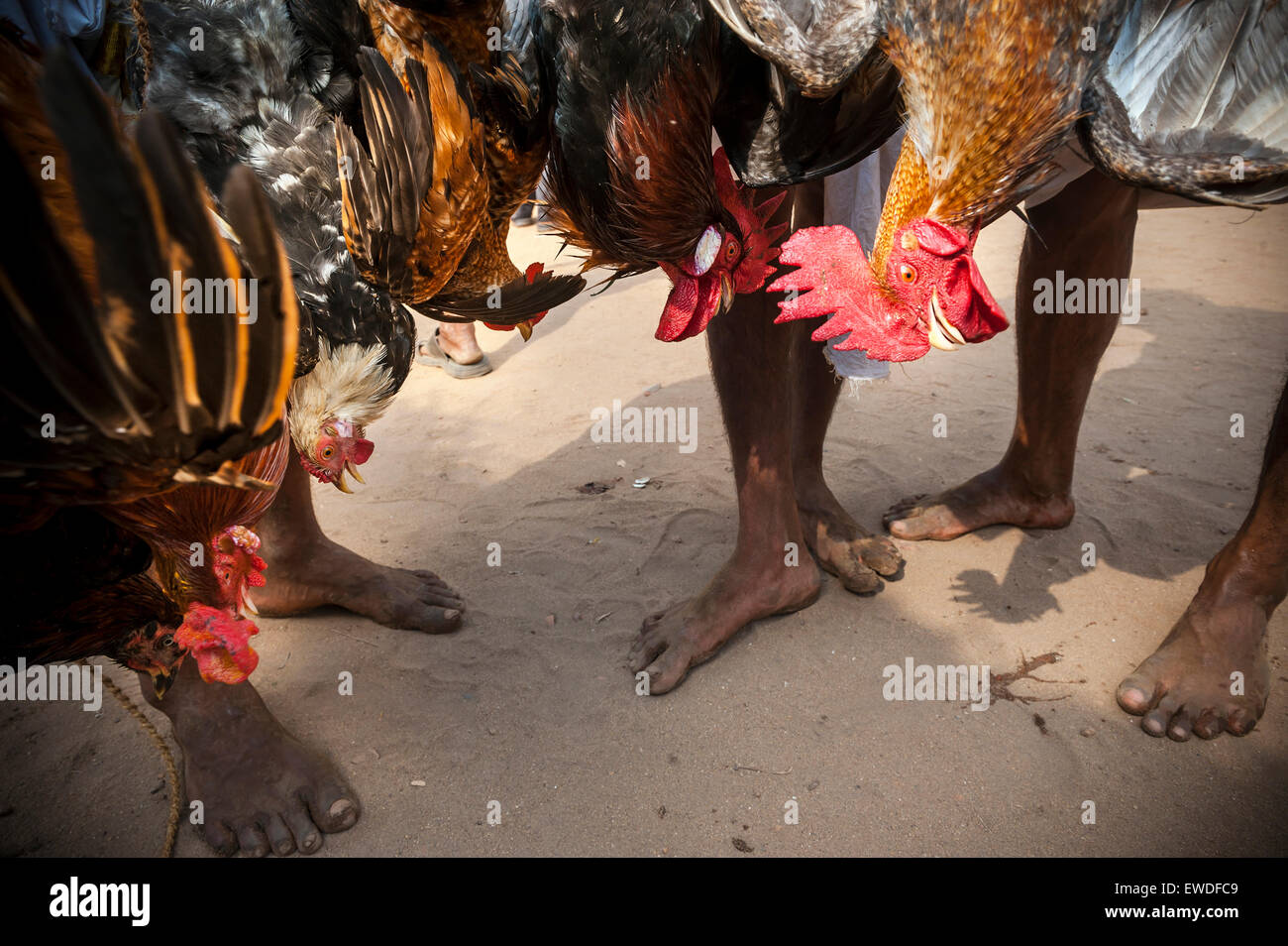 Kerala domestic animals hi-res stock photography and images - Alamy