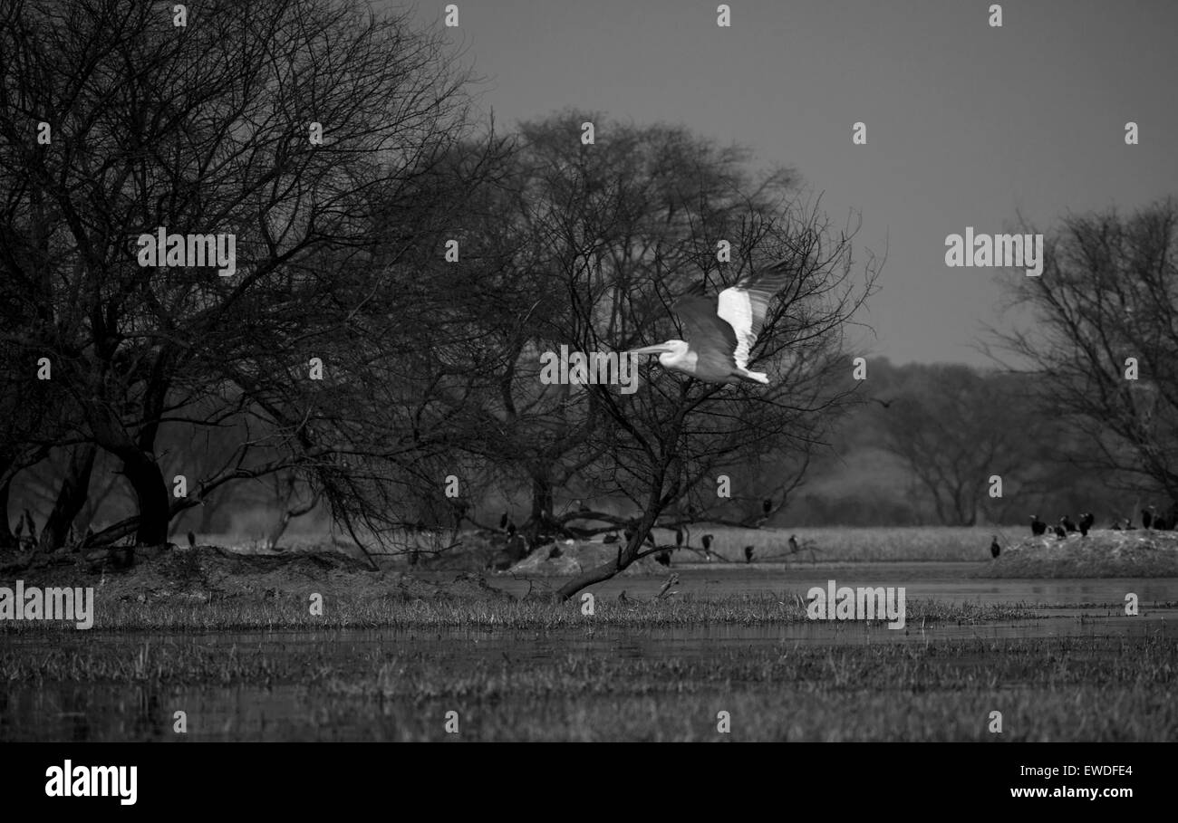 National flying Black and White Stock Photos & Images - Alamy