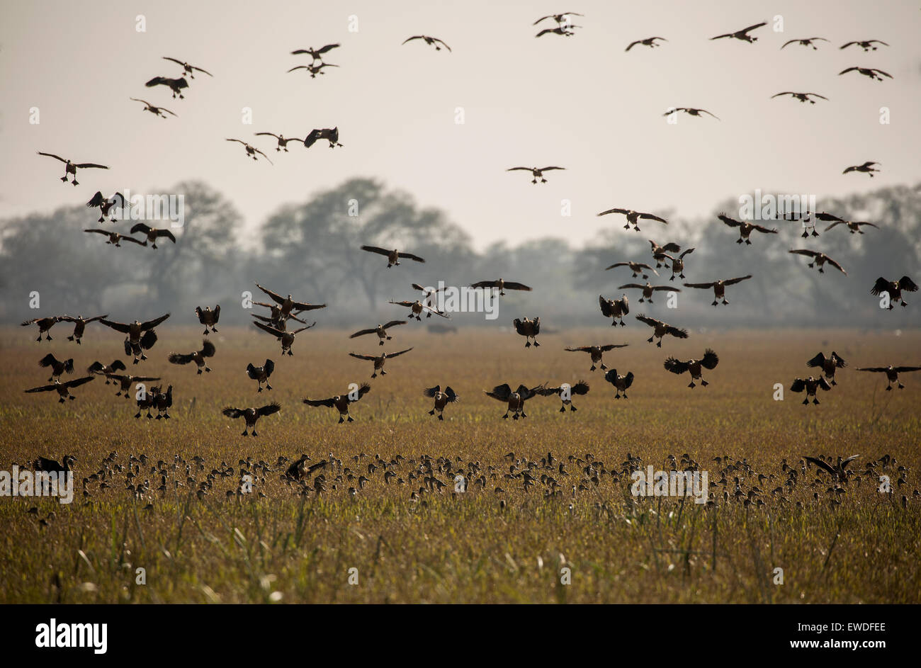 Indian national bird hi-res stock photography and images - Alamy