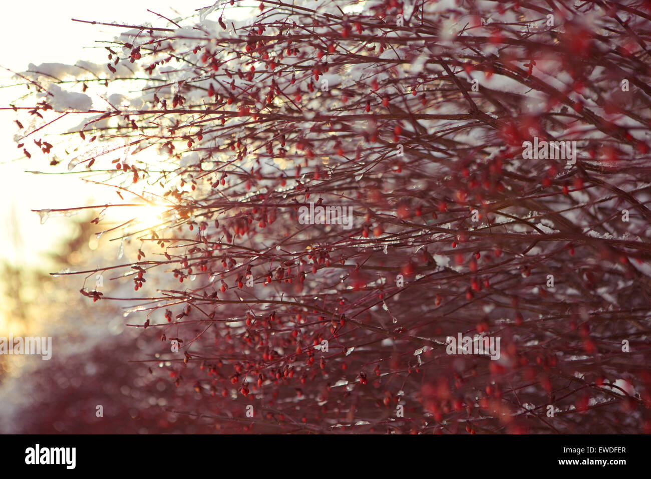 Sun melting snow on a red tree Stock Photo - Alamy