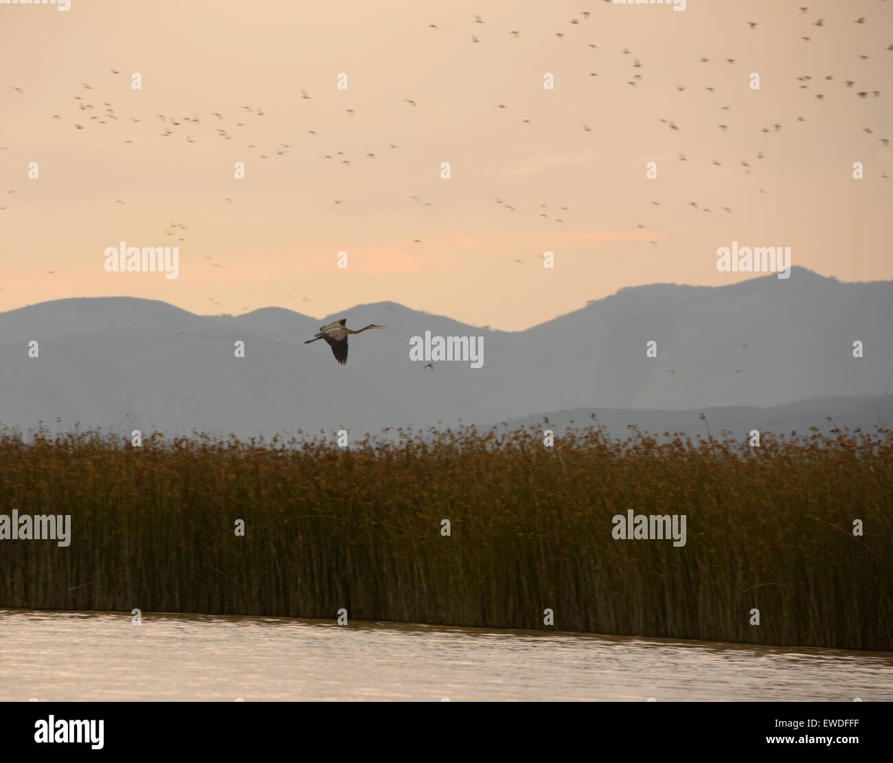 Flying birds at sunset Stock Photo - Alamy