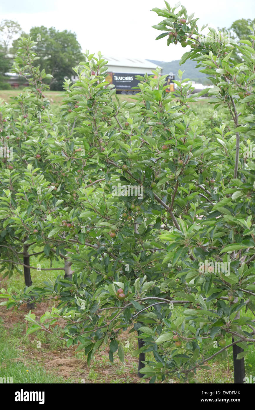 Thatchers cider hi-res stock photography and images - Alamy