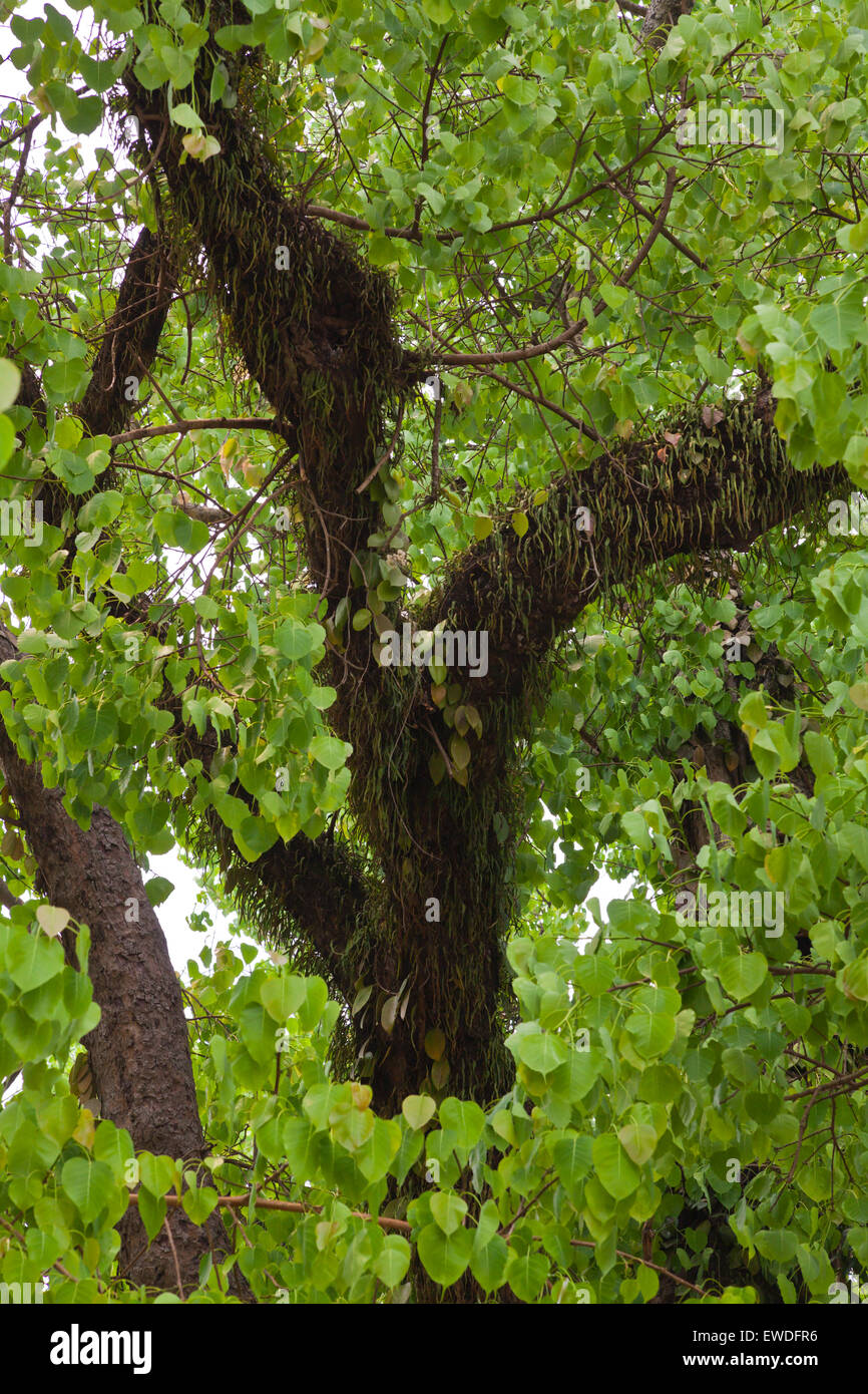 A large BODHI TREE at WAT VISOUN - LUANG PRABANG, LAOS Stock Photo - Alamy